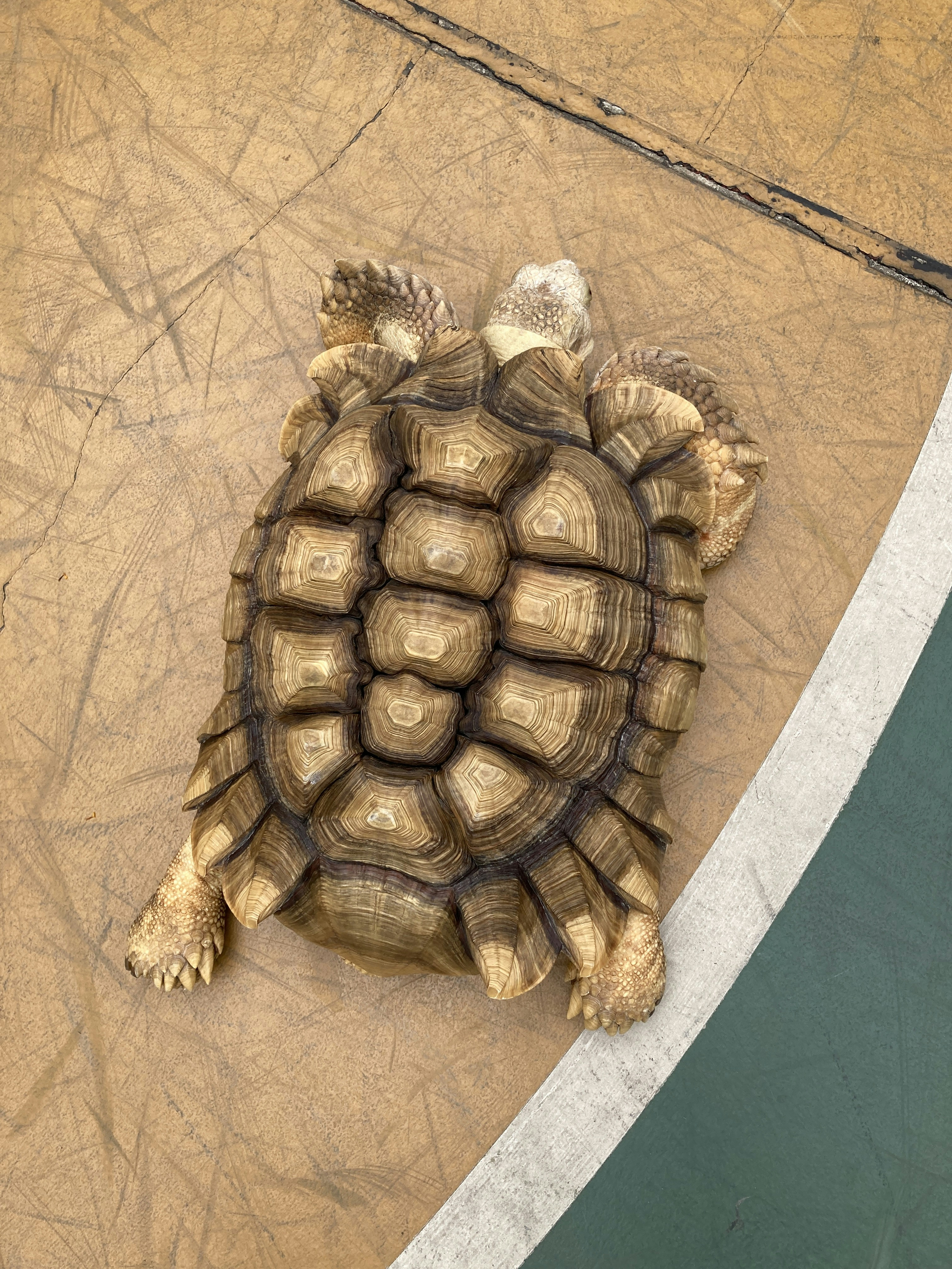 Shell Geometry on a Sunlit Curve: A Turtle Pauses at the Boundary