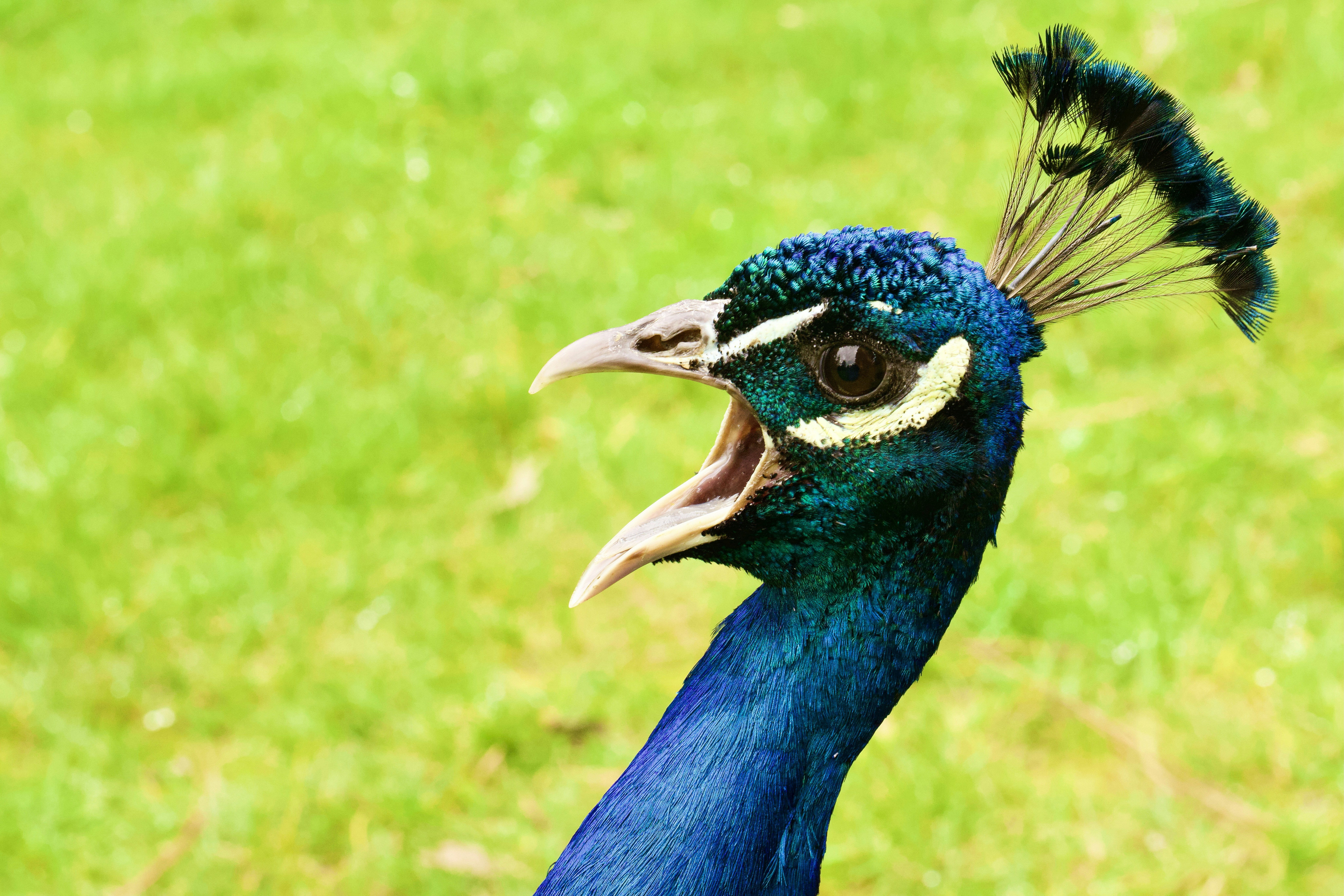 a close up of a peacock with its mouth openJames Wainscoat