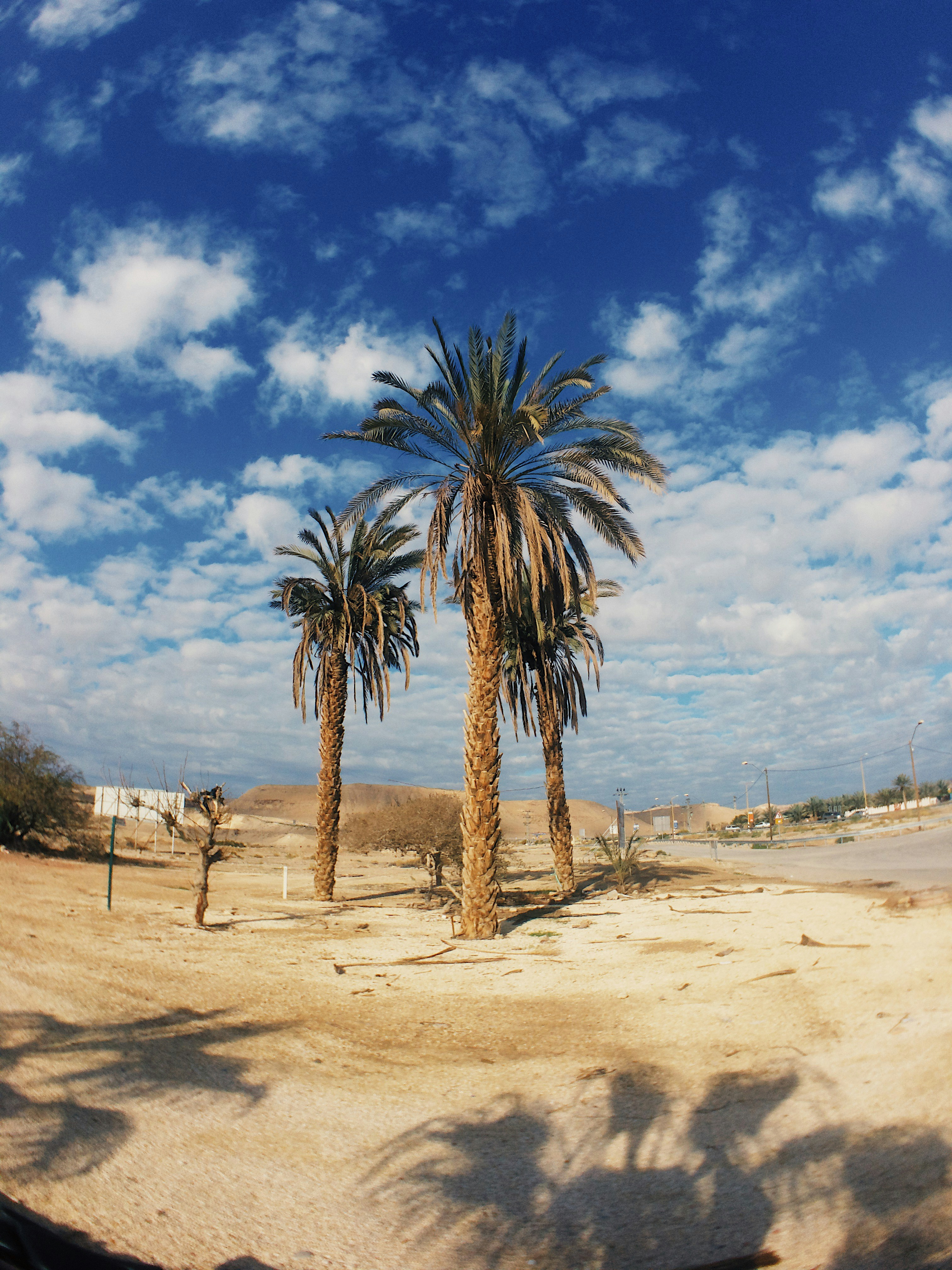 Three Palm Giants Against a Cerulean Desert Sky