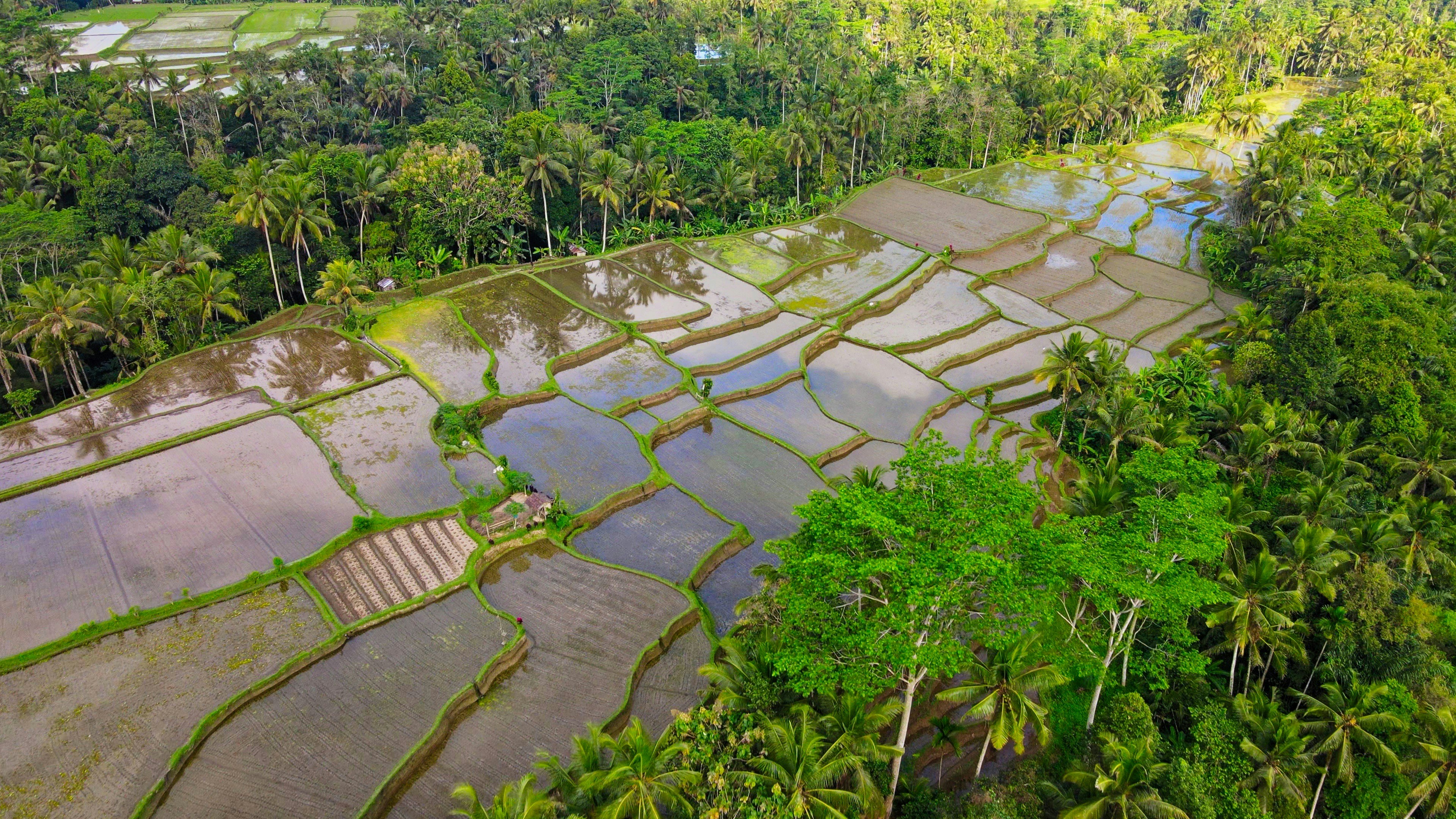An aerial view of rice fields in the jungle photo – Free Indonesien ...