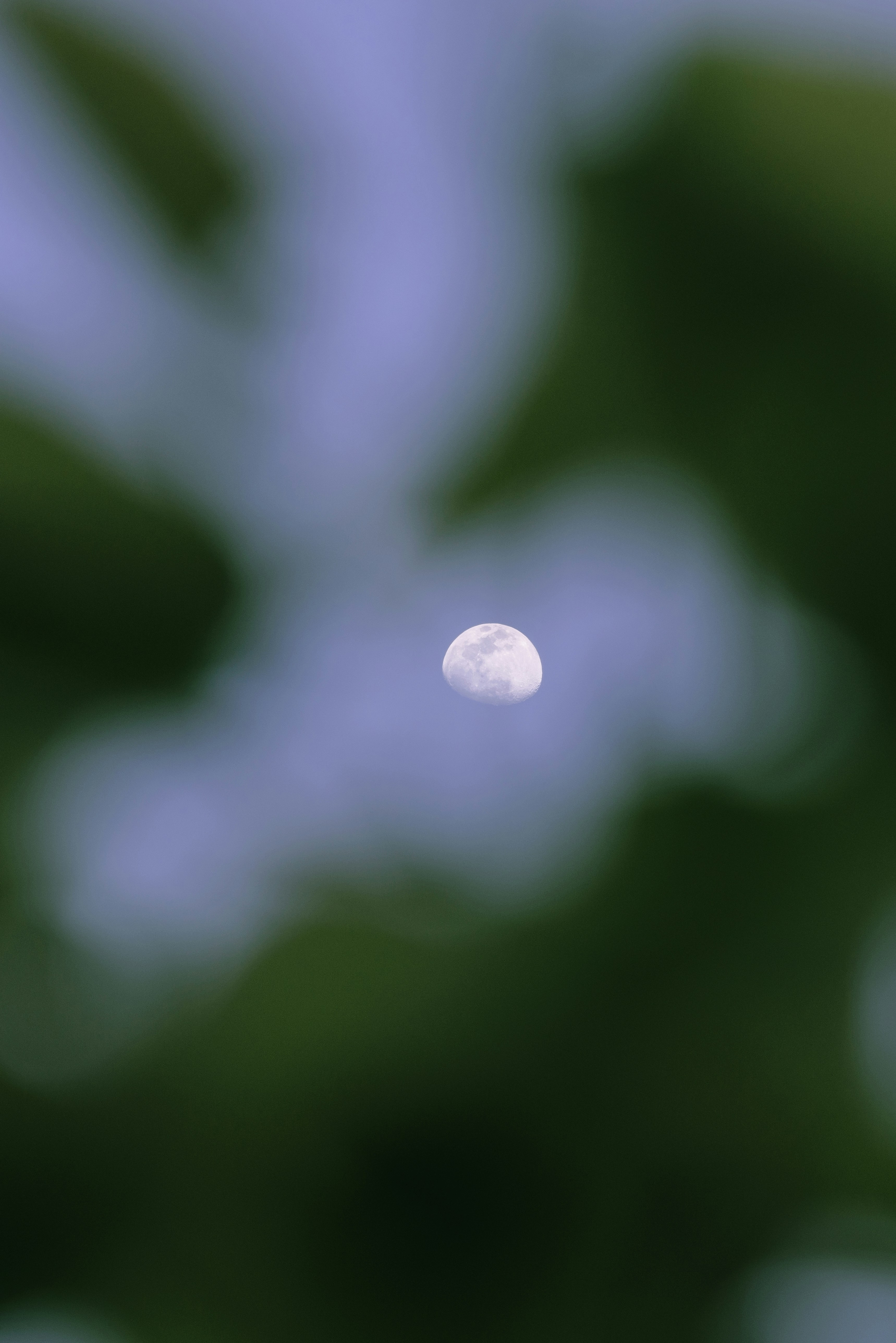 Through the leafs, the moon.