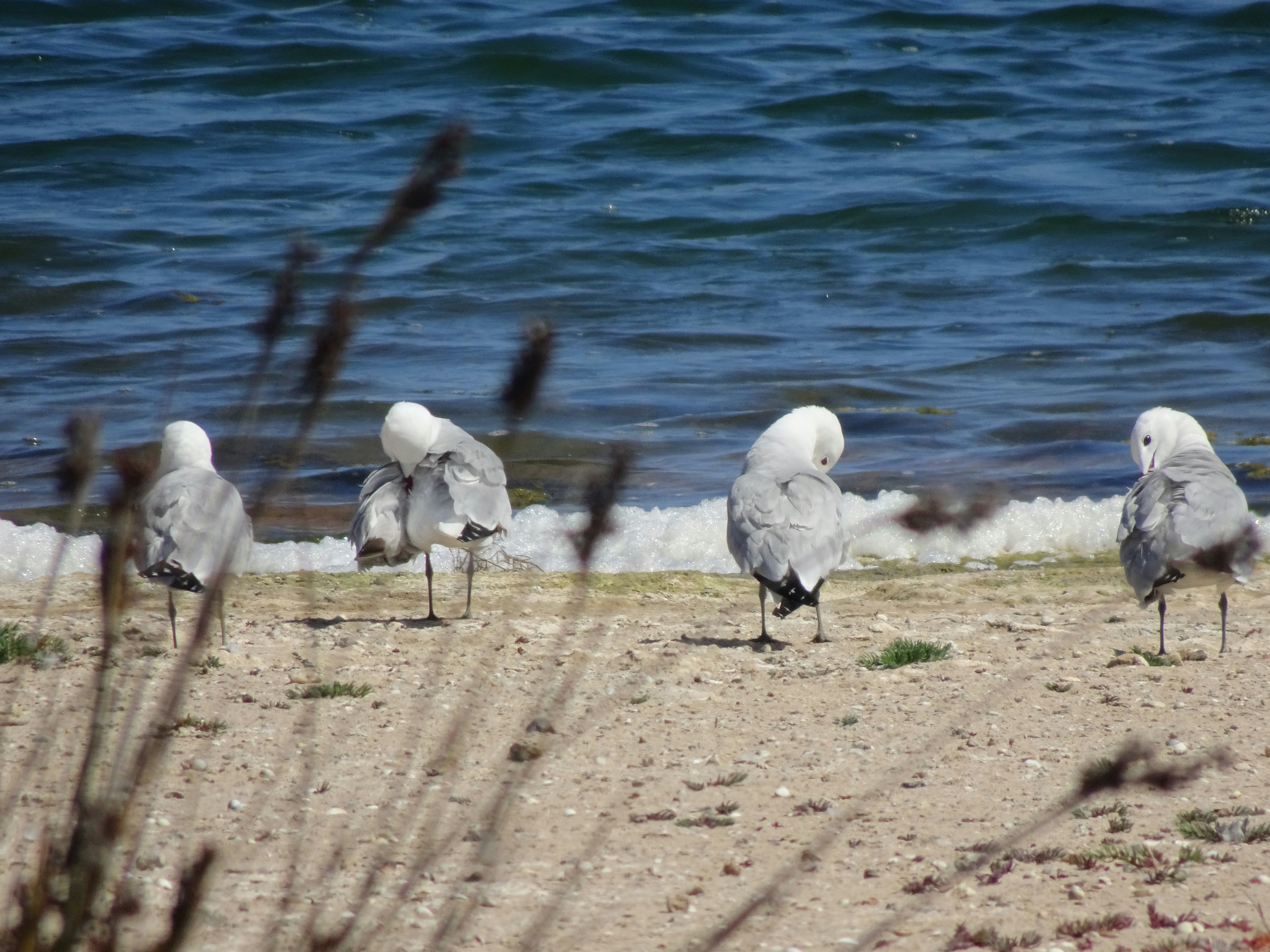 Cuatro gaviotas. | a group of birds standing on top of a sandy beach