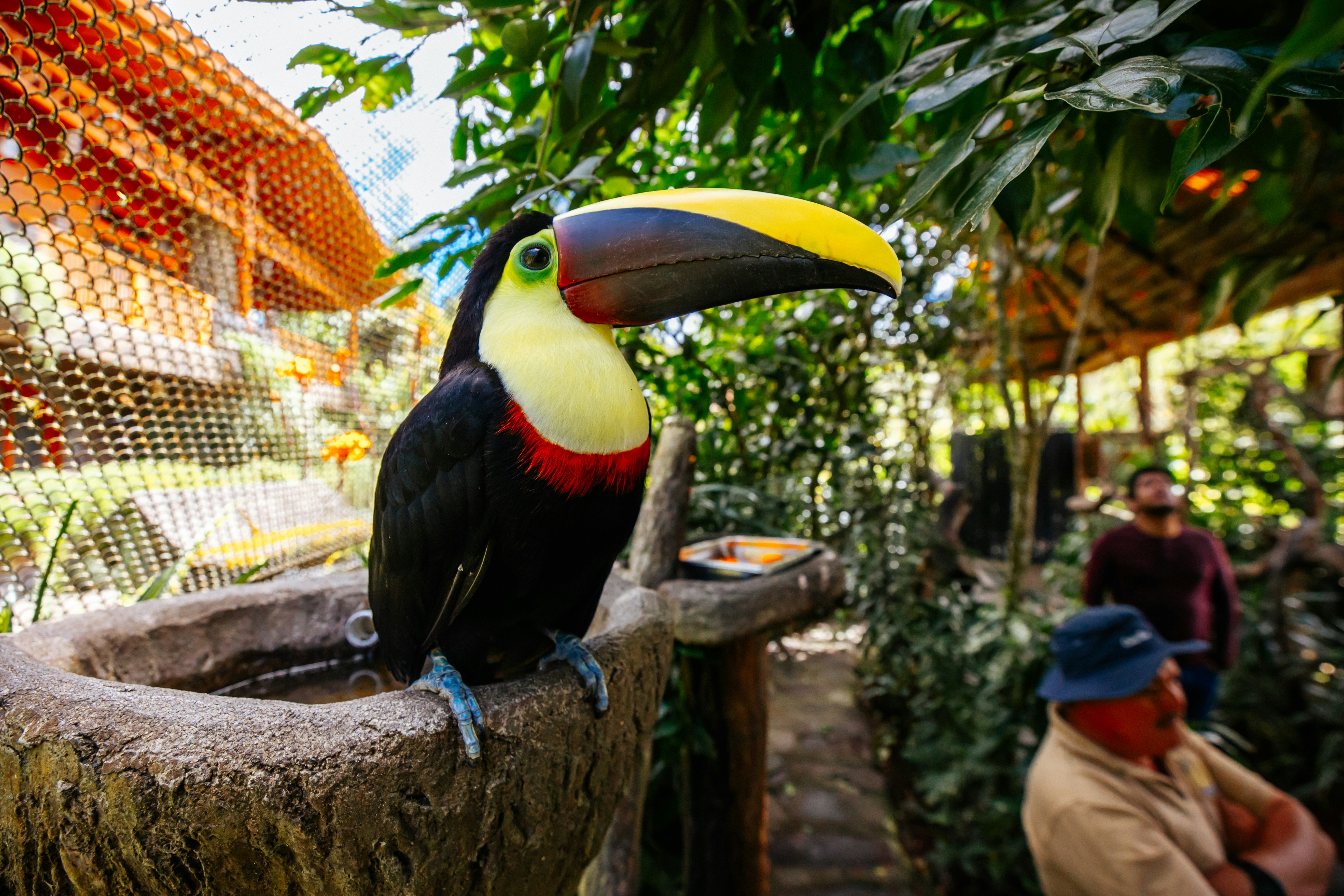 Yellow-Billed Toucan Perches on a Mossy Rim in a Sunlit Aviary
