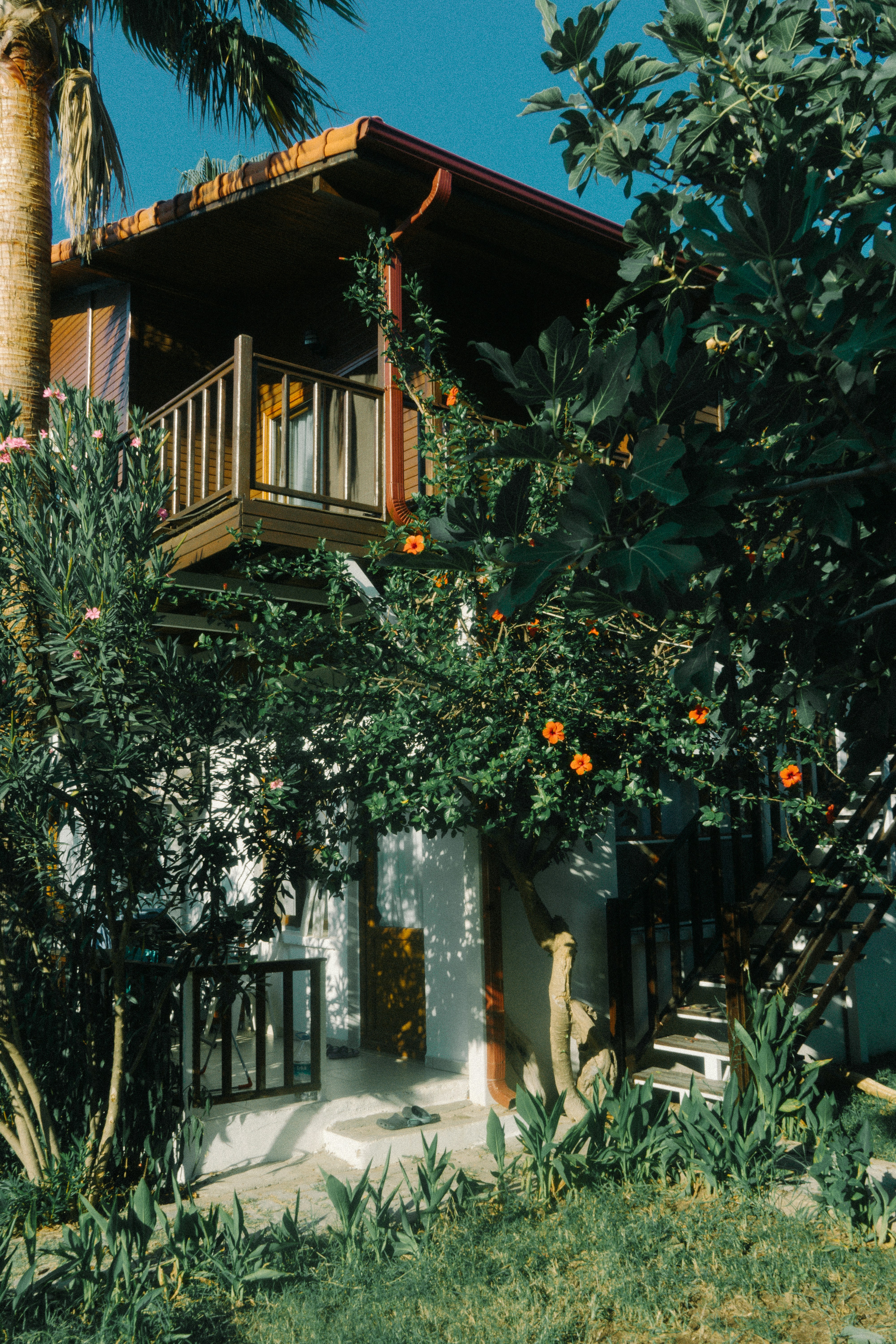Veranda in Full Bloom: Tropical Oasis Framed by Verdant Foliage
