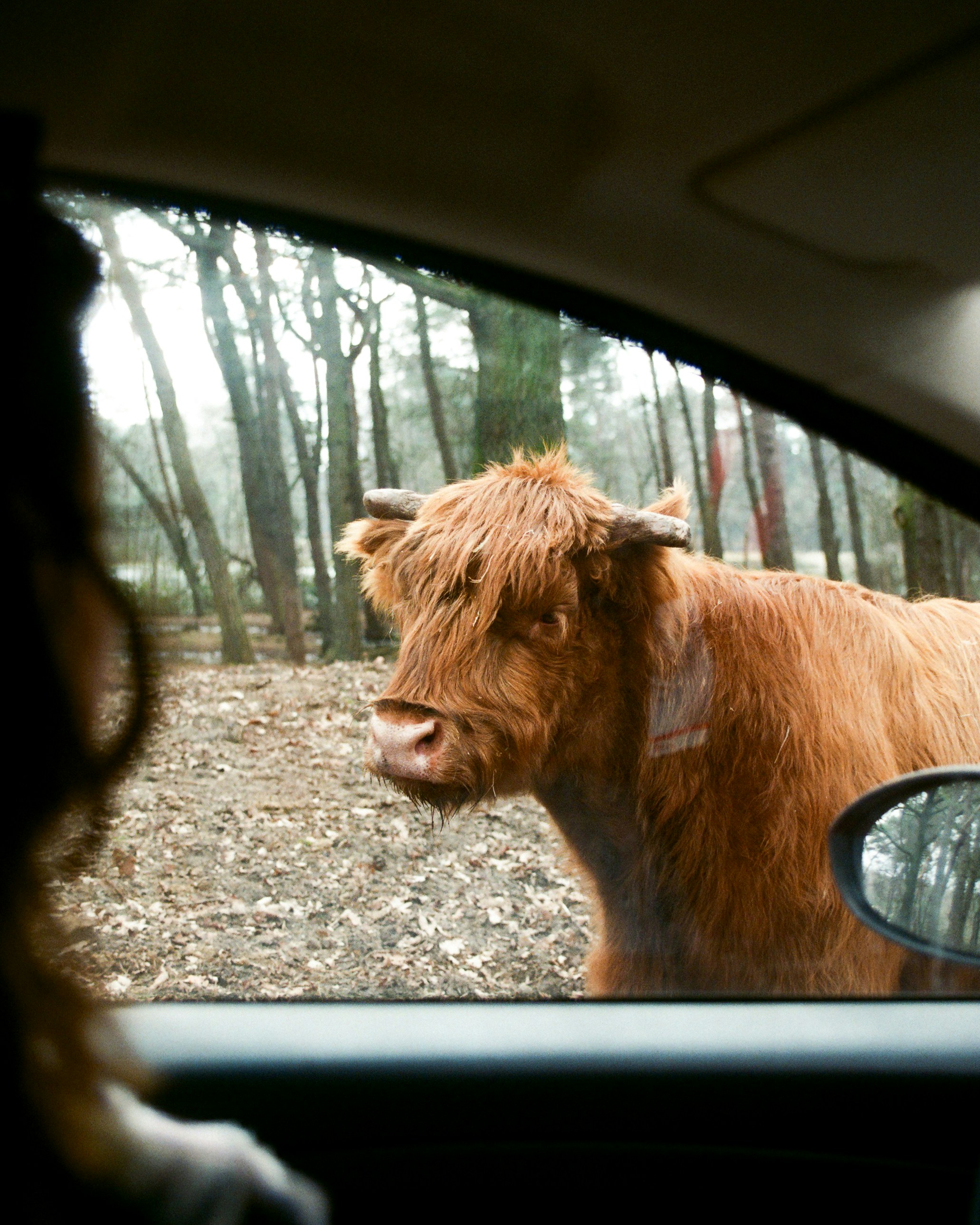 Shaggy Highland cow peers into a car window as forest trees loom in the background.