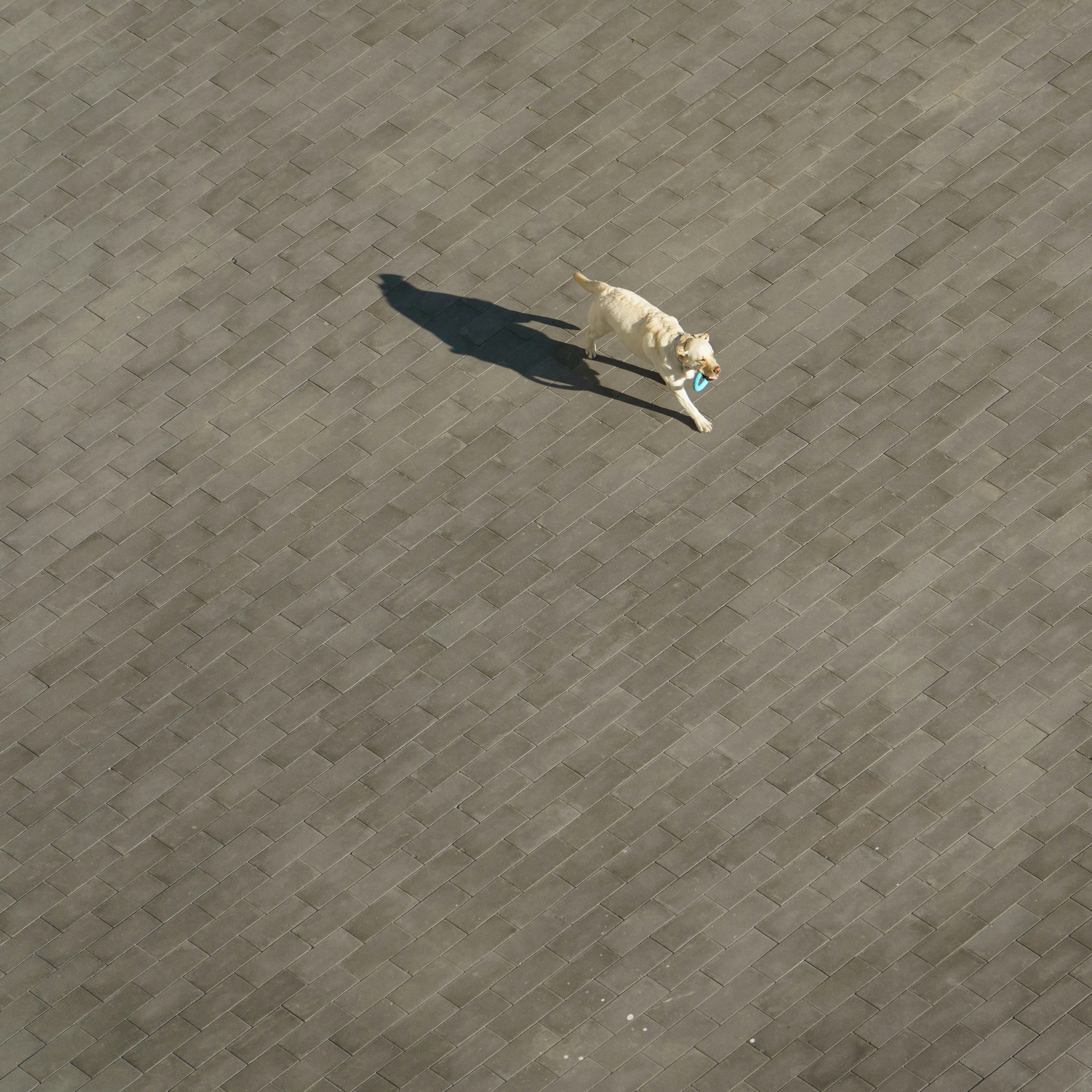 Yellow Labrador Dash Across a Tile Terrace
