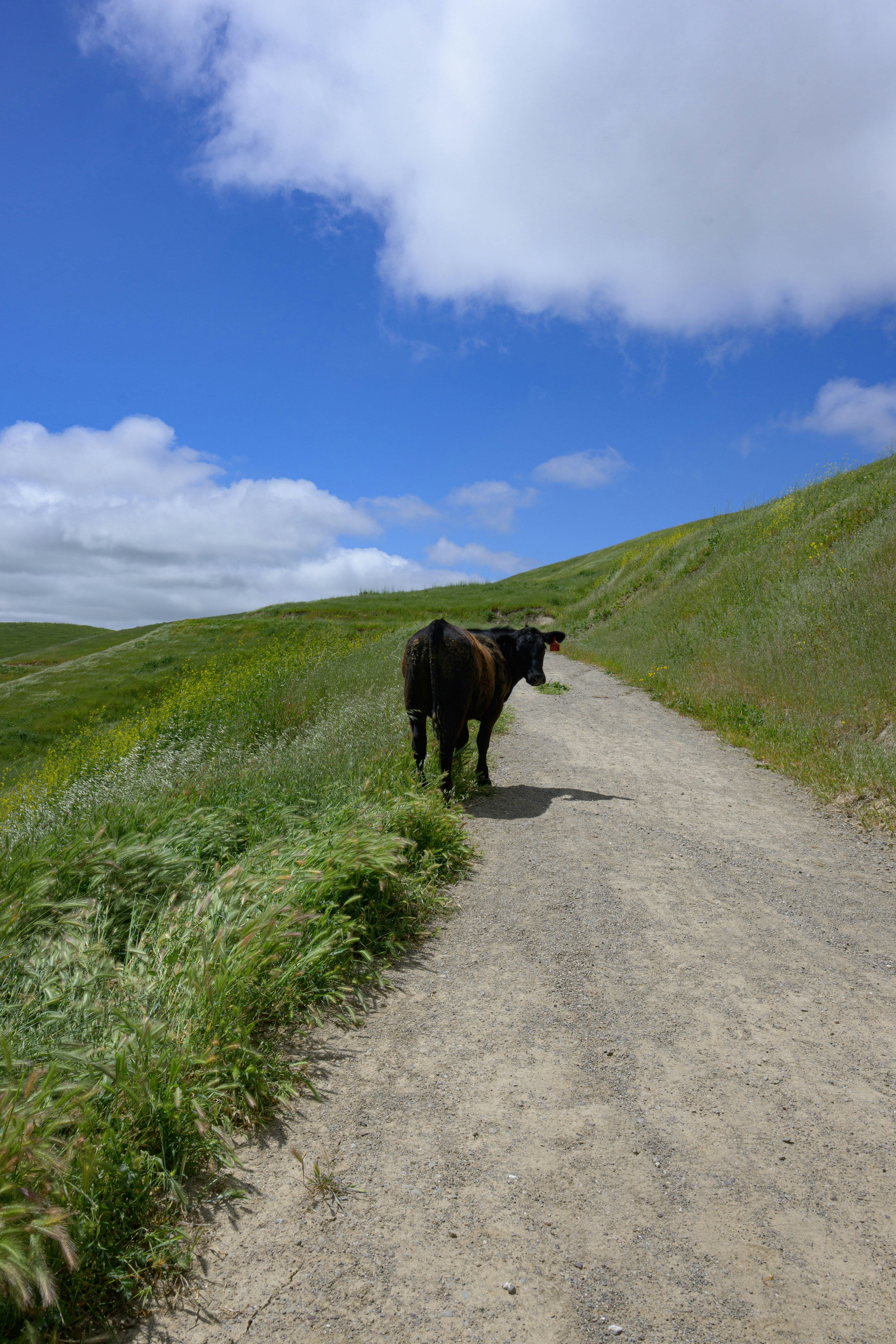 A Serene Stroll Through Pastoral Bliss