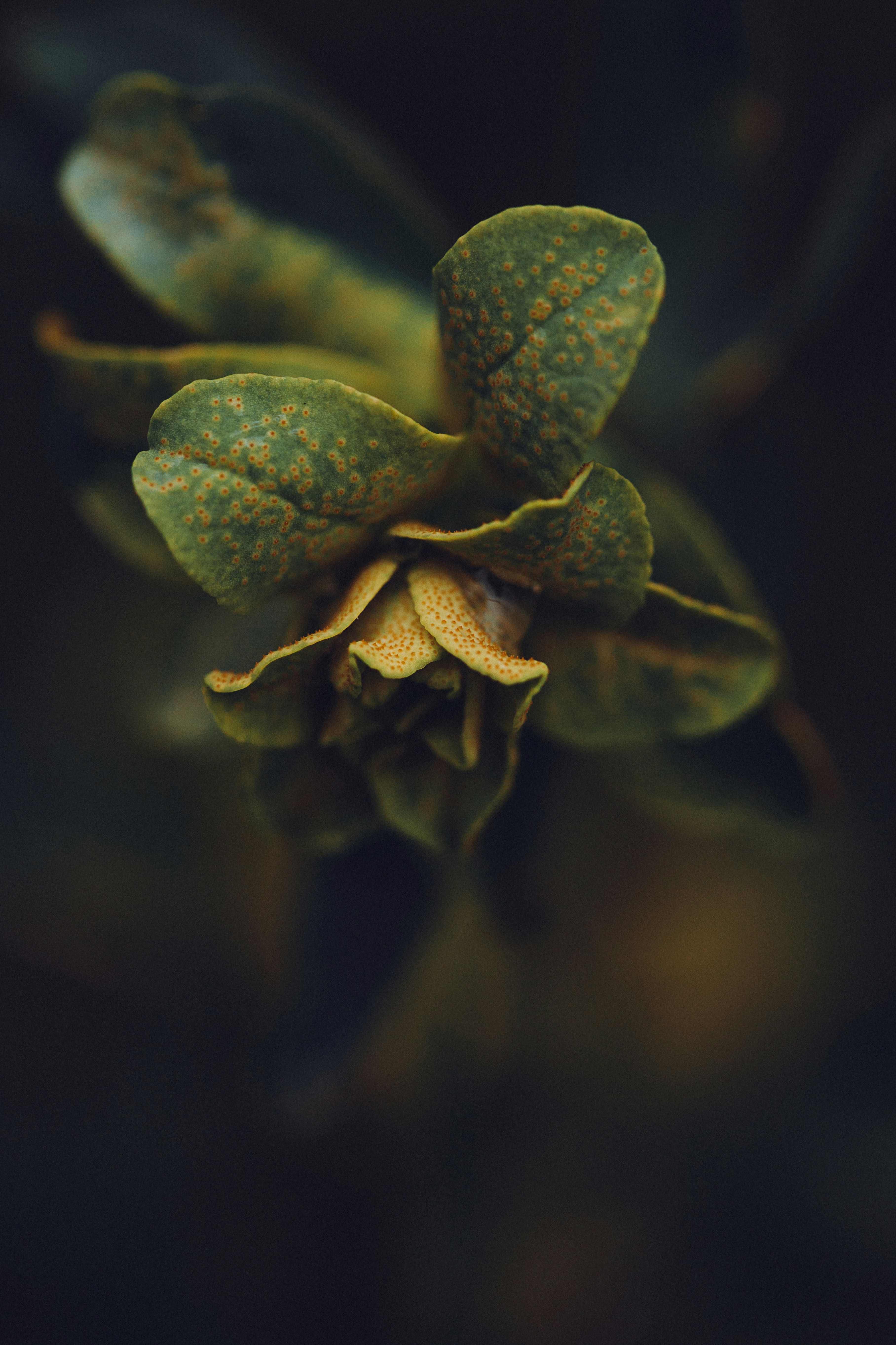 Photo by Kate Laine with Canon EOS 6D