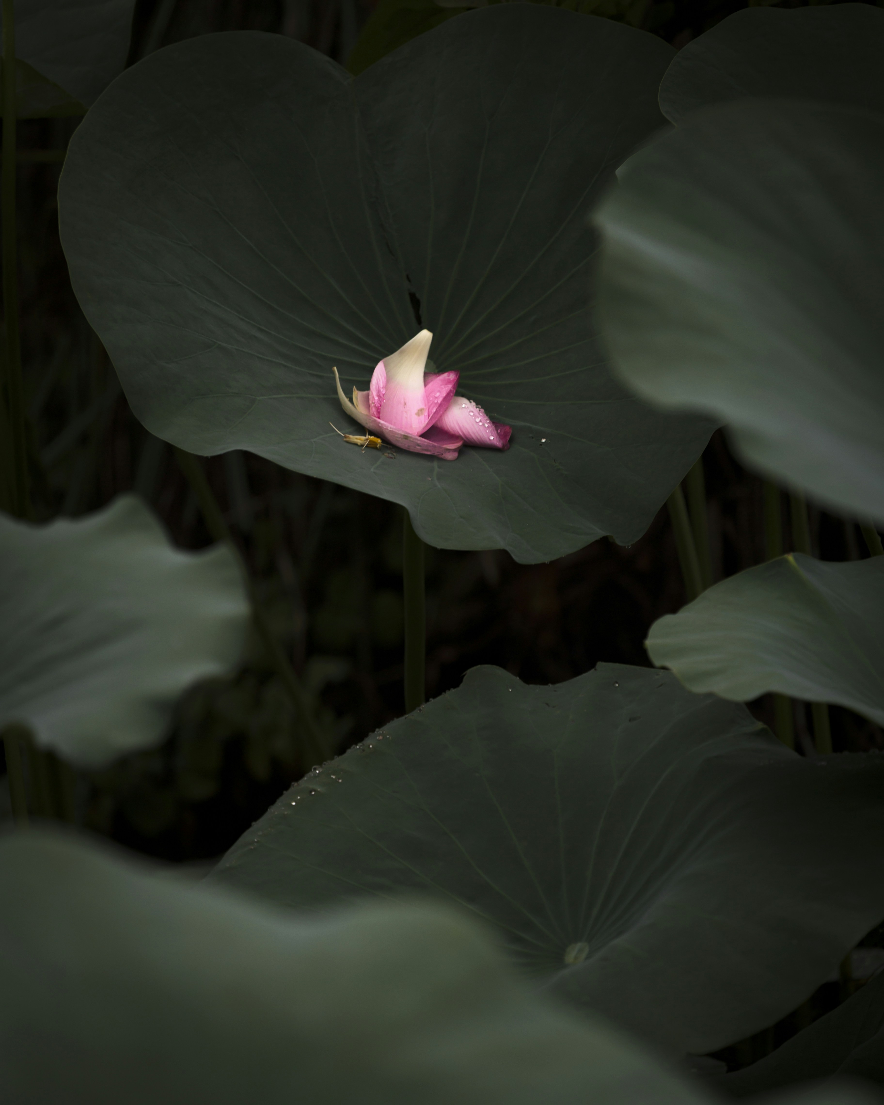 Rosy Lotus on a Velvet Lily Pad in Shade
