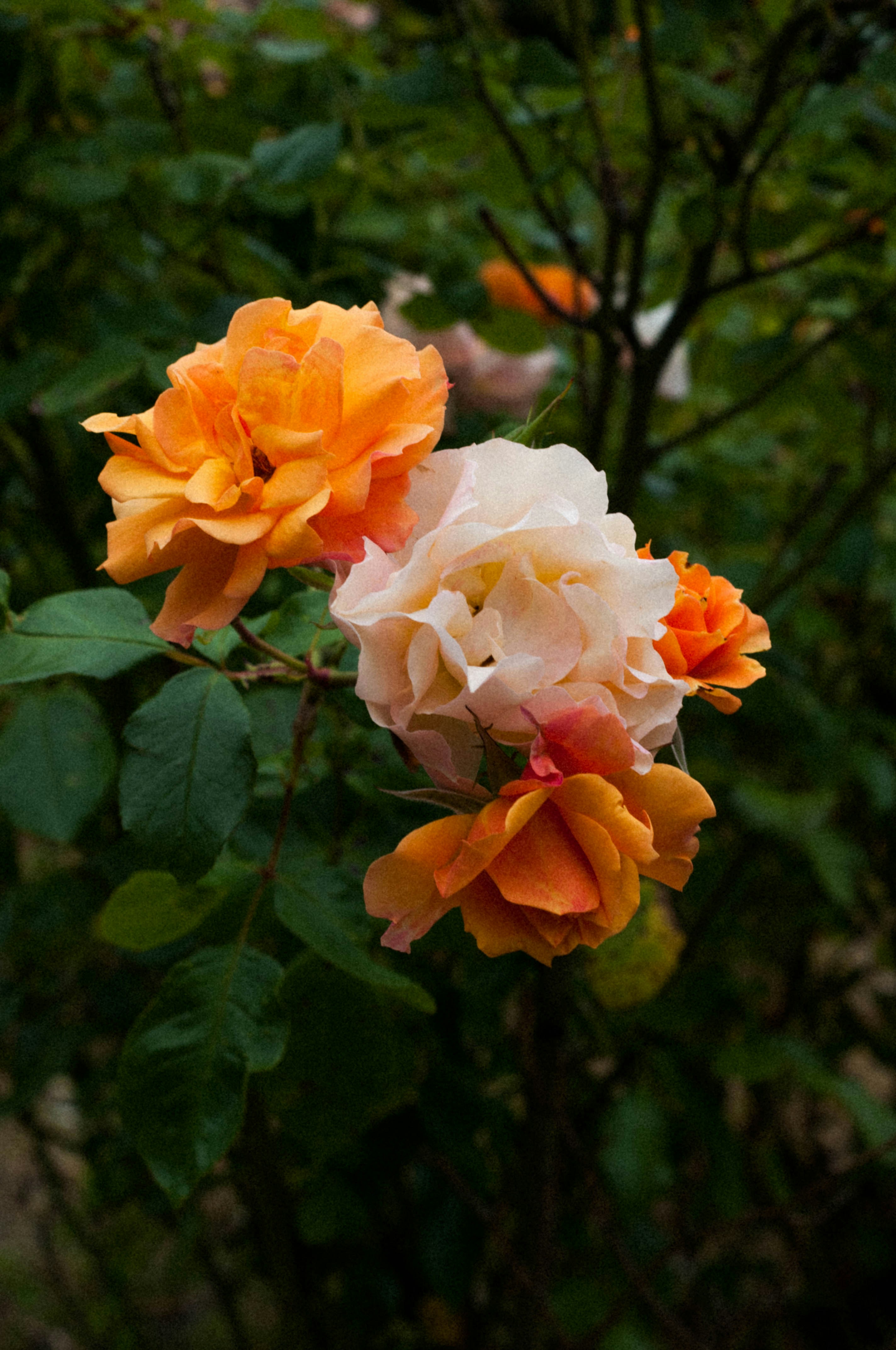 Apricot Roses on a Quiet Green Stage