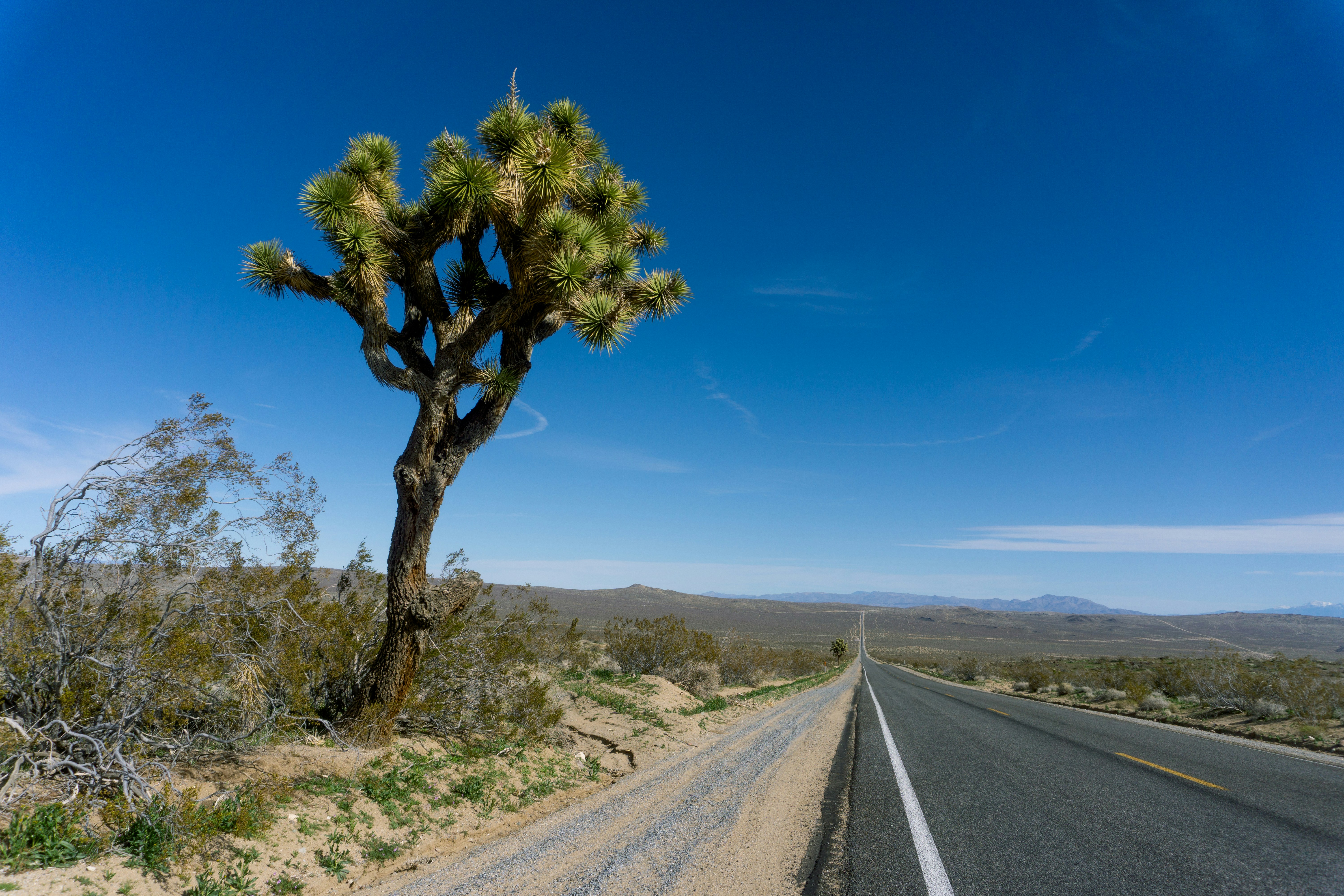 A lone tree on the side of a road photo – Free Kern county Image on ...