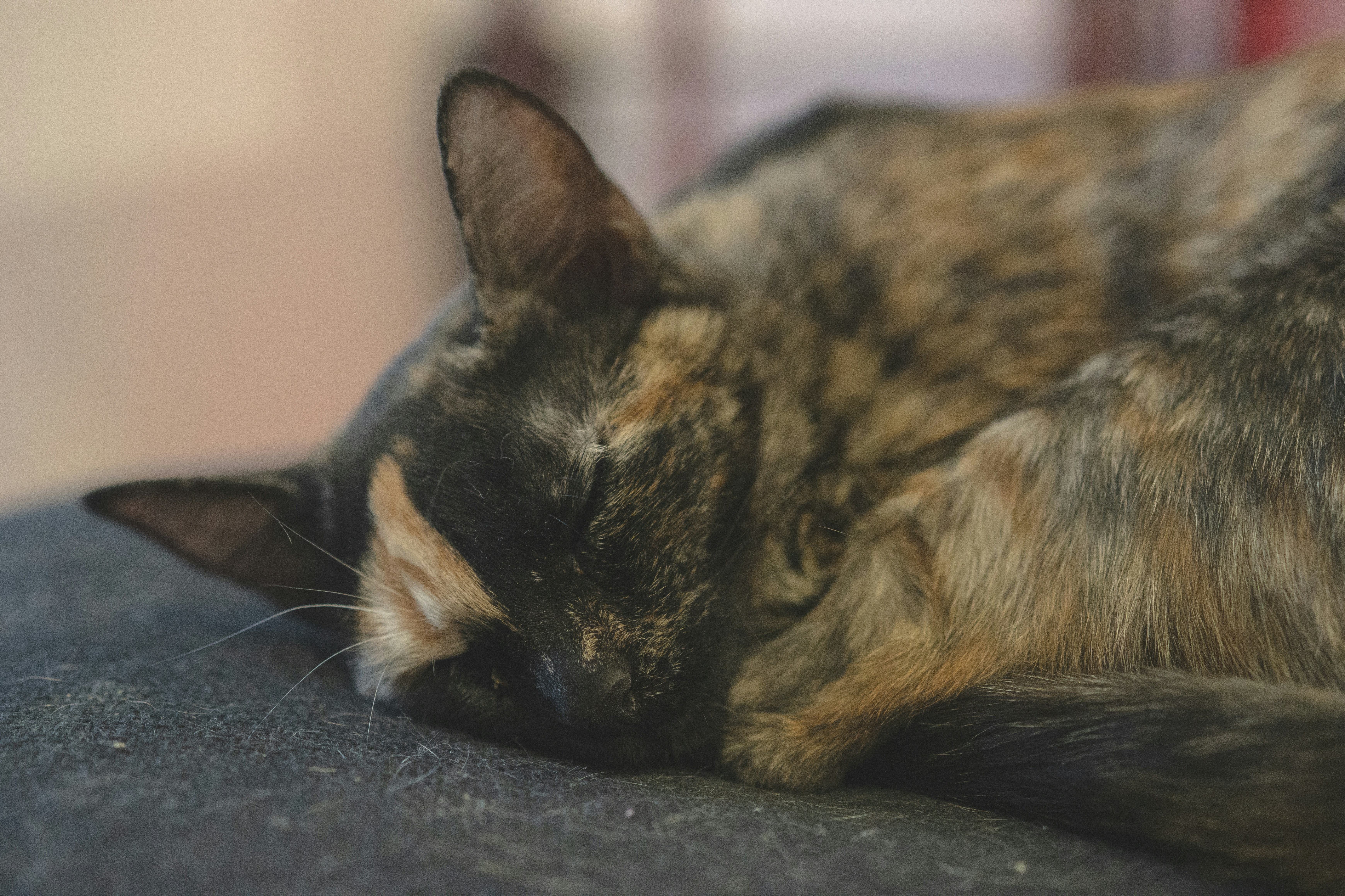 Whiskered Dreams: A Feline's Slumber