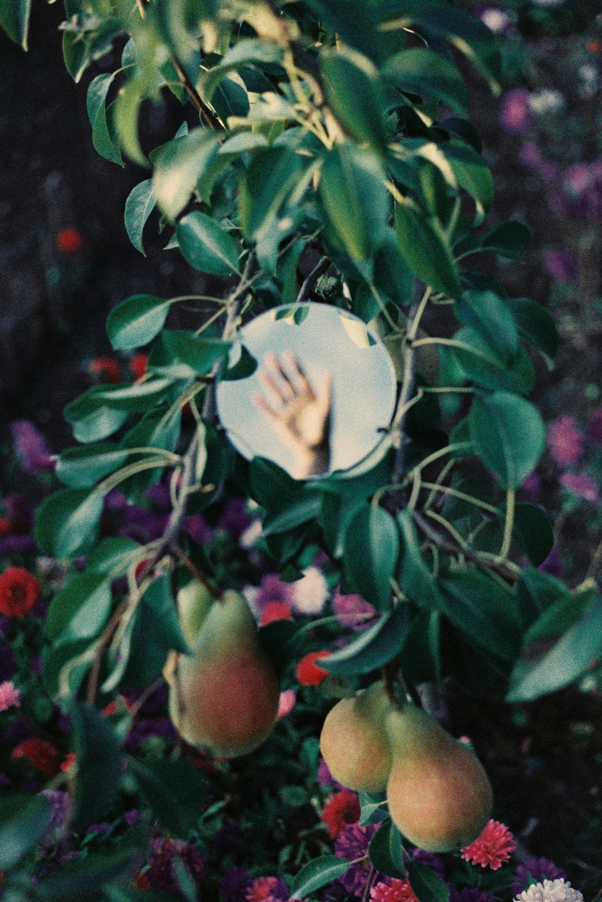 Hand in a Circular Mirror Amid Pears and Blooms