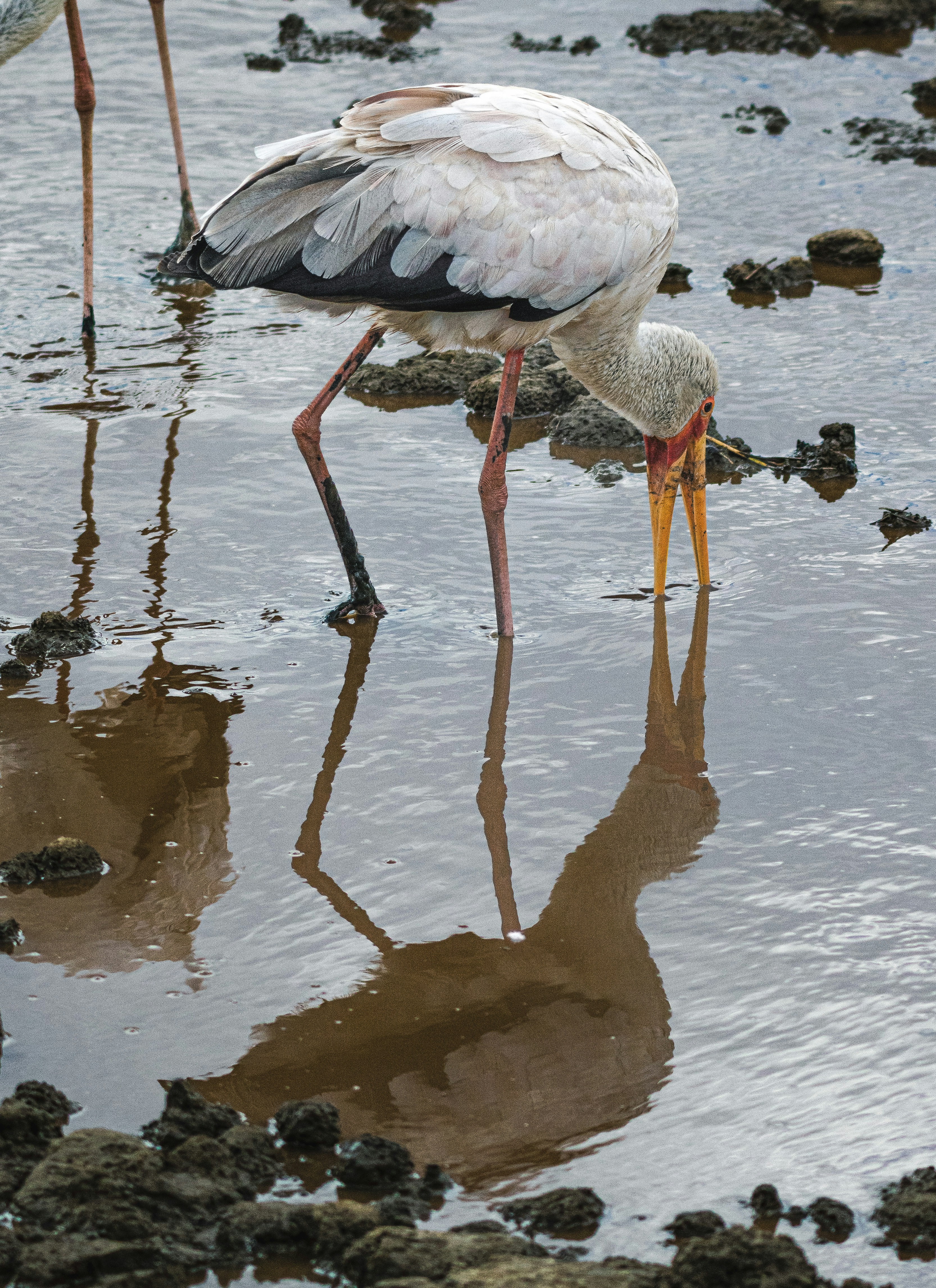 Reflection of a Wading Stork: Pale Plumage, Amber Bill