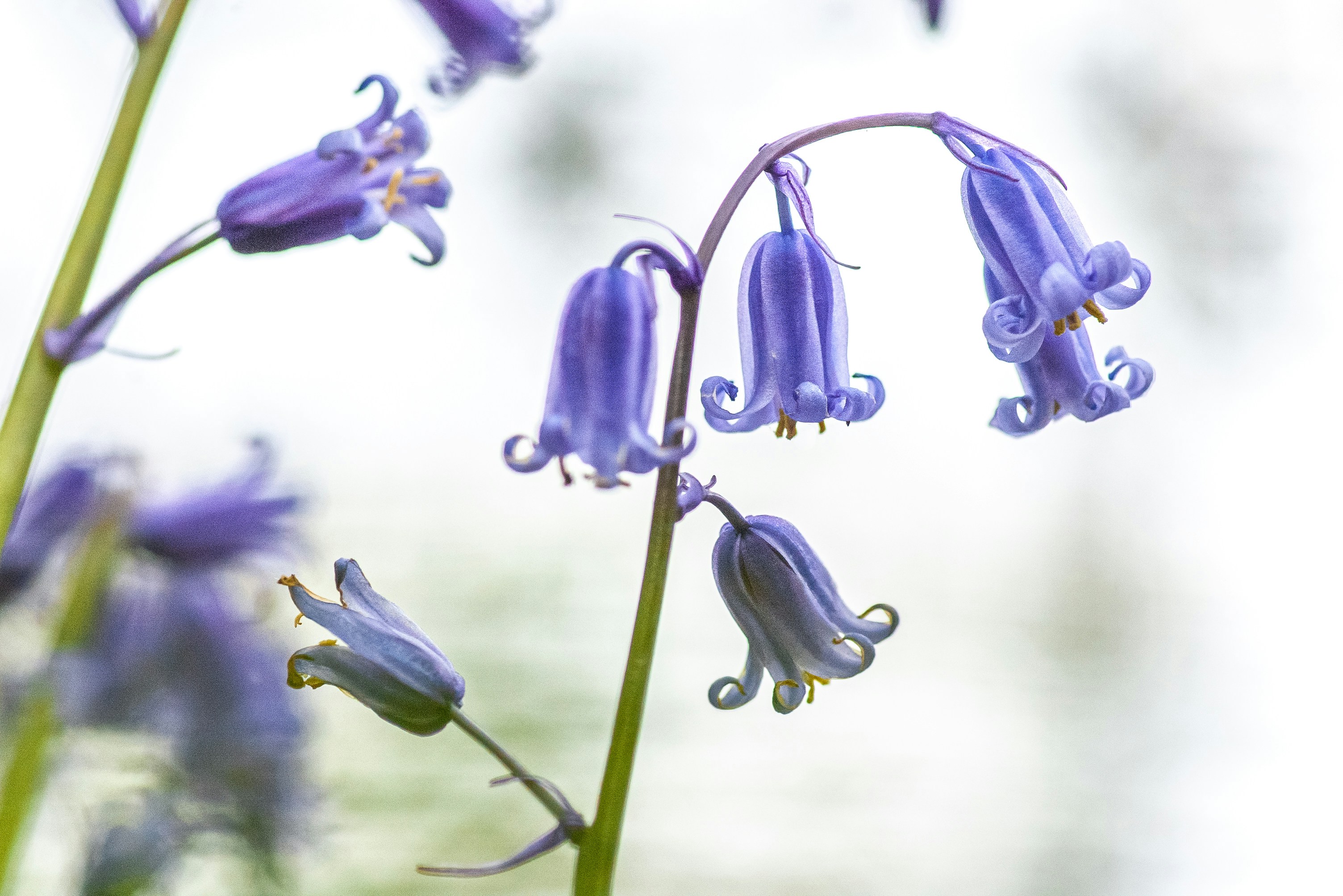 1000+ Bluebell Pictures | Download Free Images on Unsplash