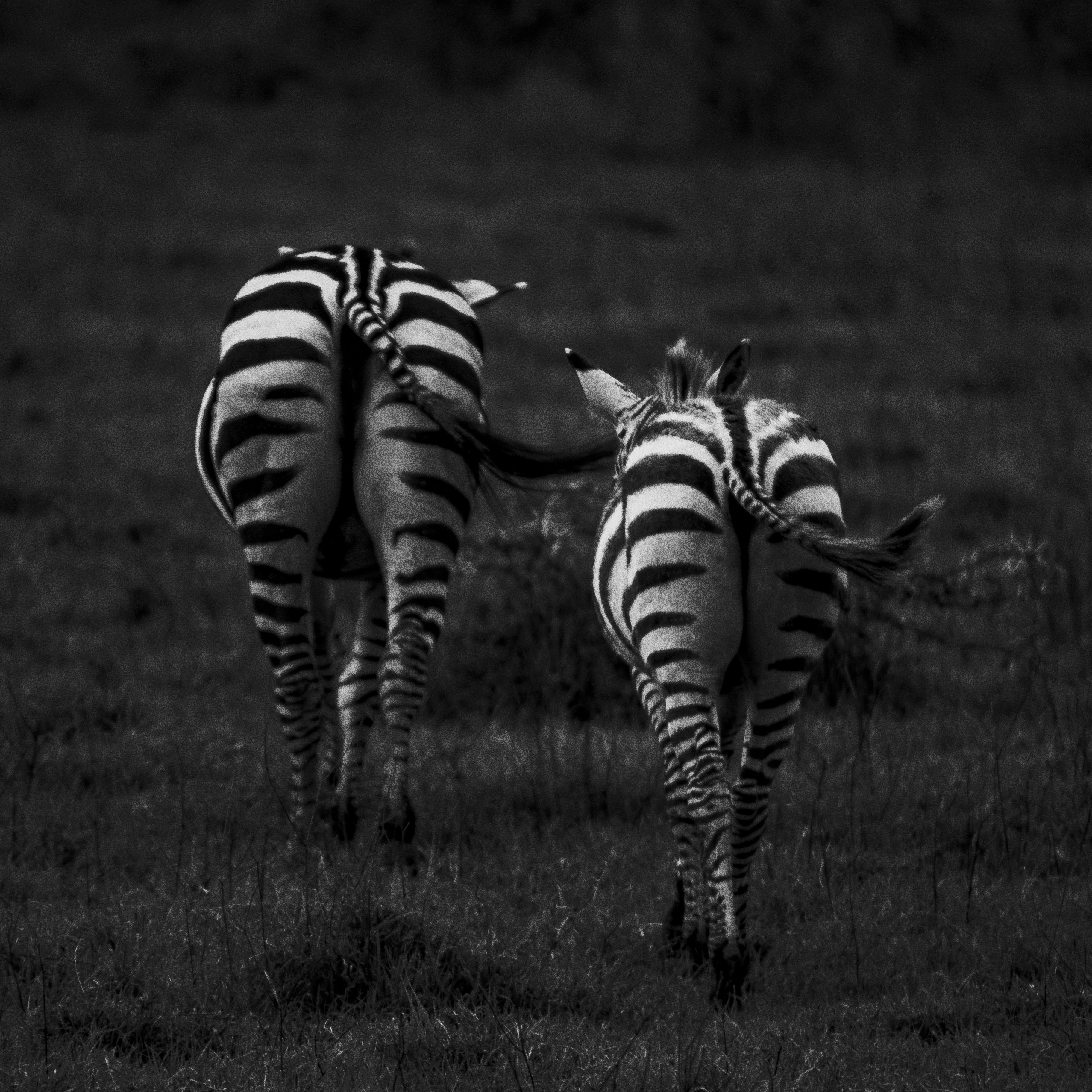 Two zebras walking away, showcasing their distinctive striped patterns against a muted background.
