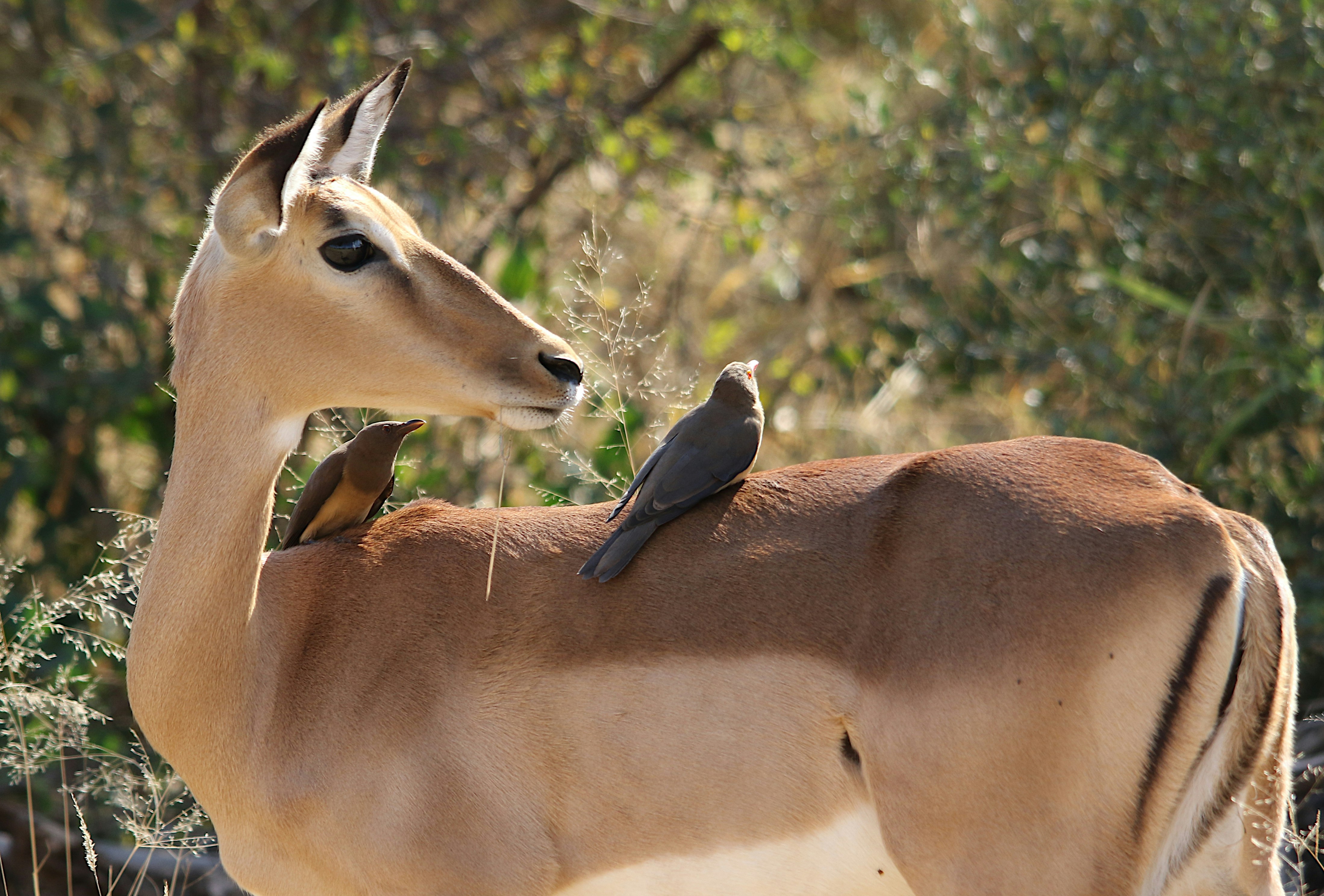 a bird is perched on the back of a gazelle