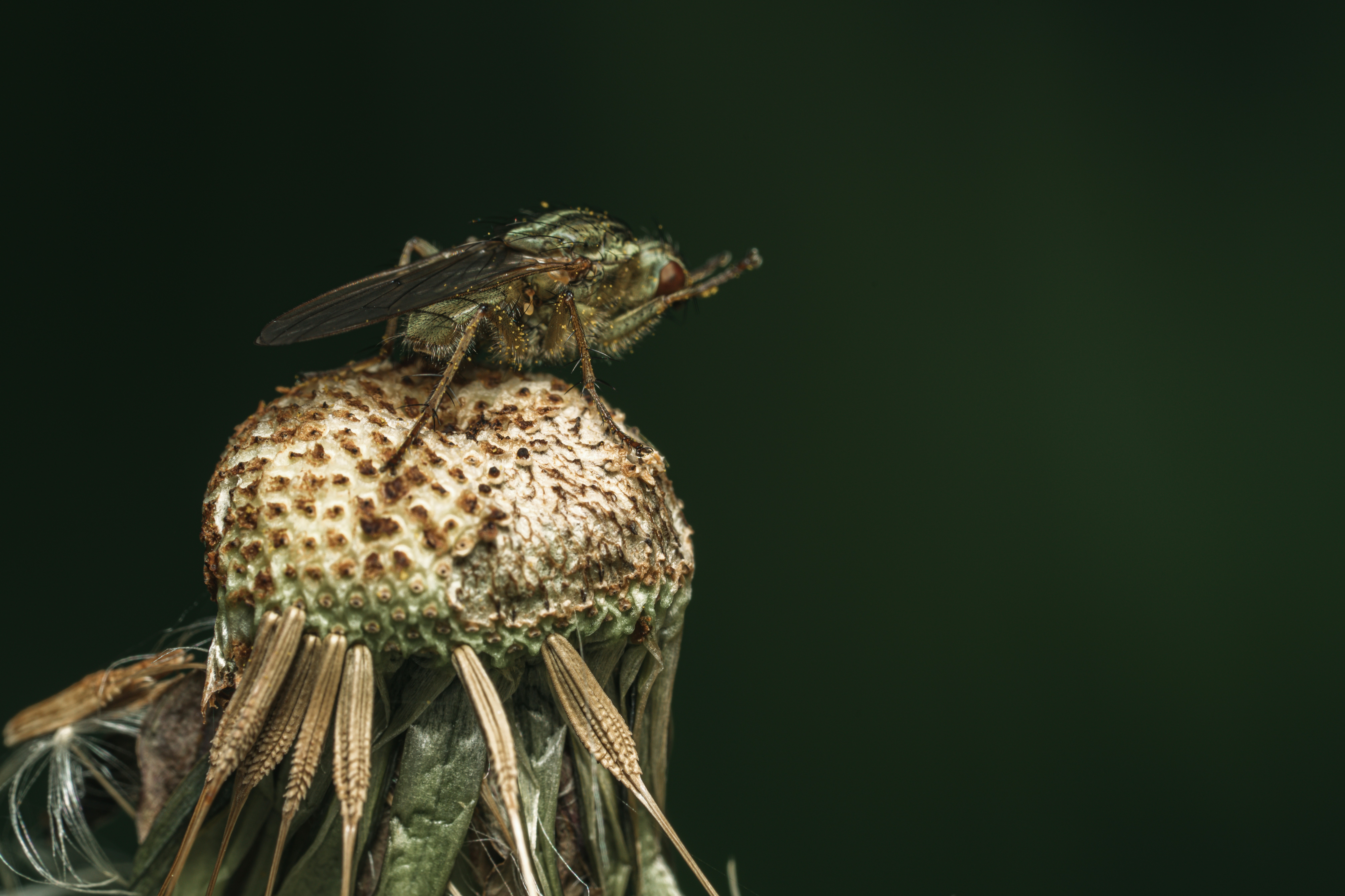 Hoverfly on a Weathered Crown: A Macro Portrait of Texture and Decay