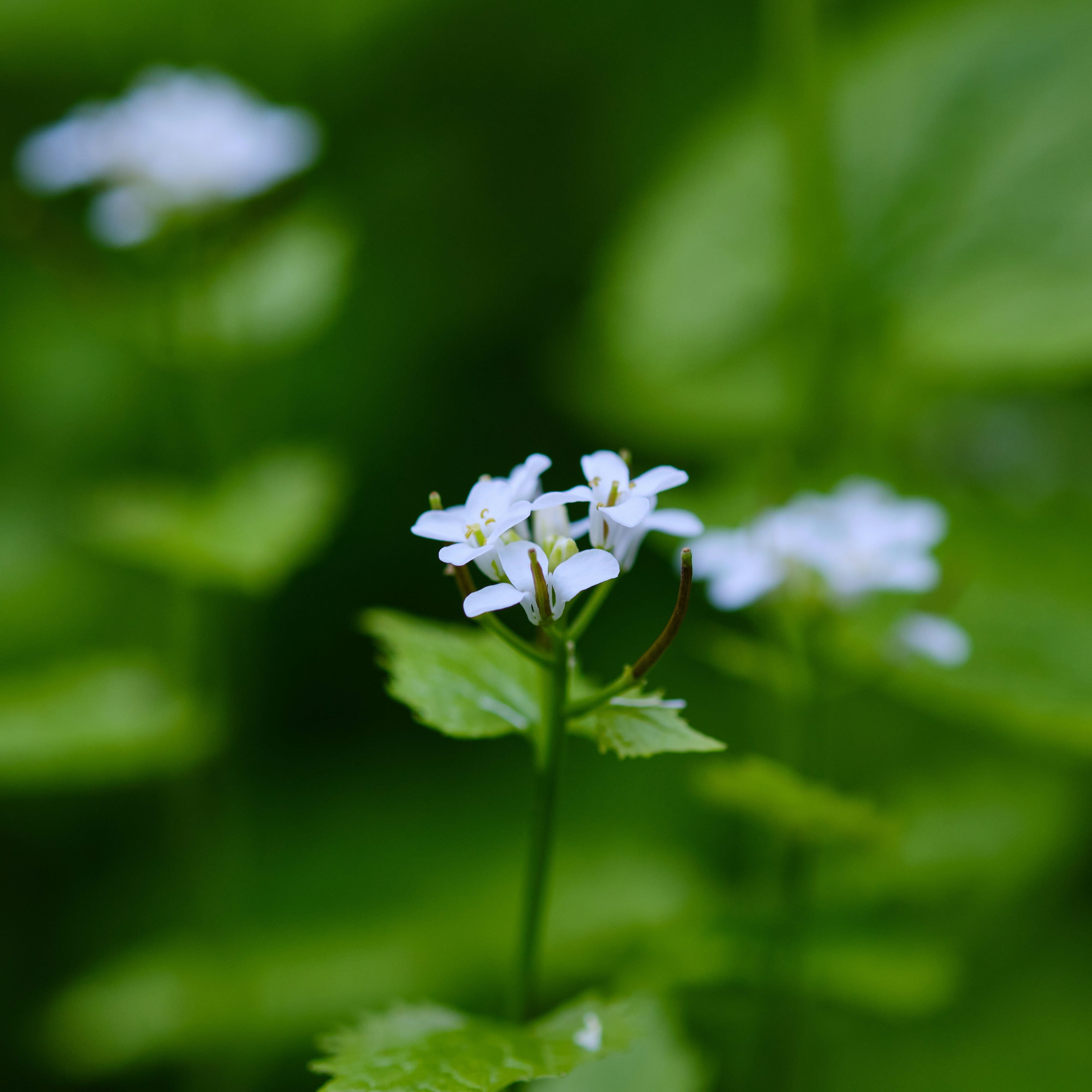 Small White Star Shaped Flowers