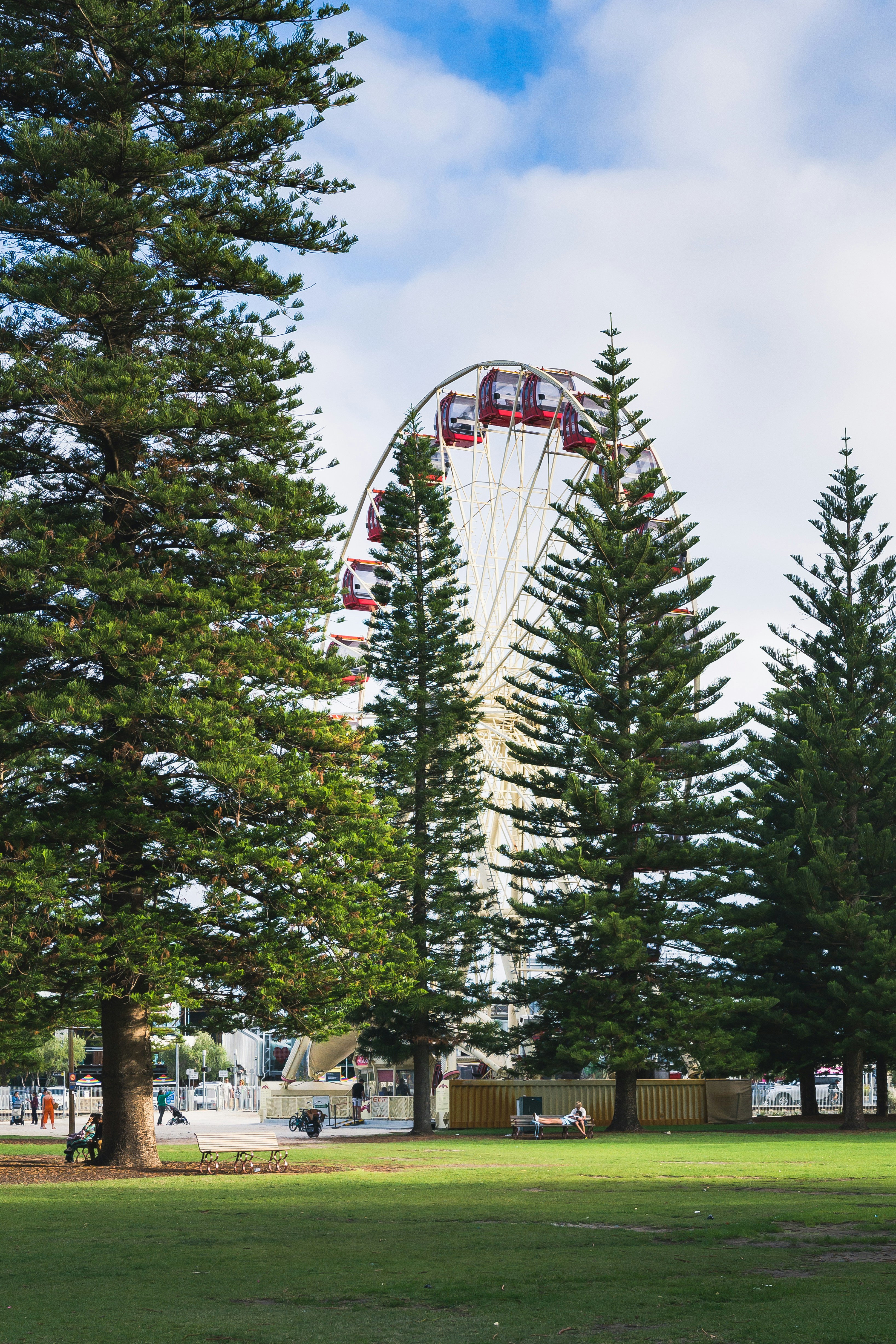 Ferris Wheel Beyond the Pines: A Sunlit Park Moment