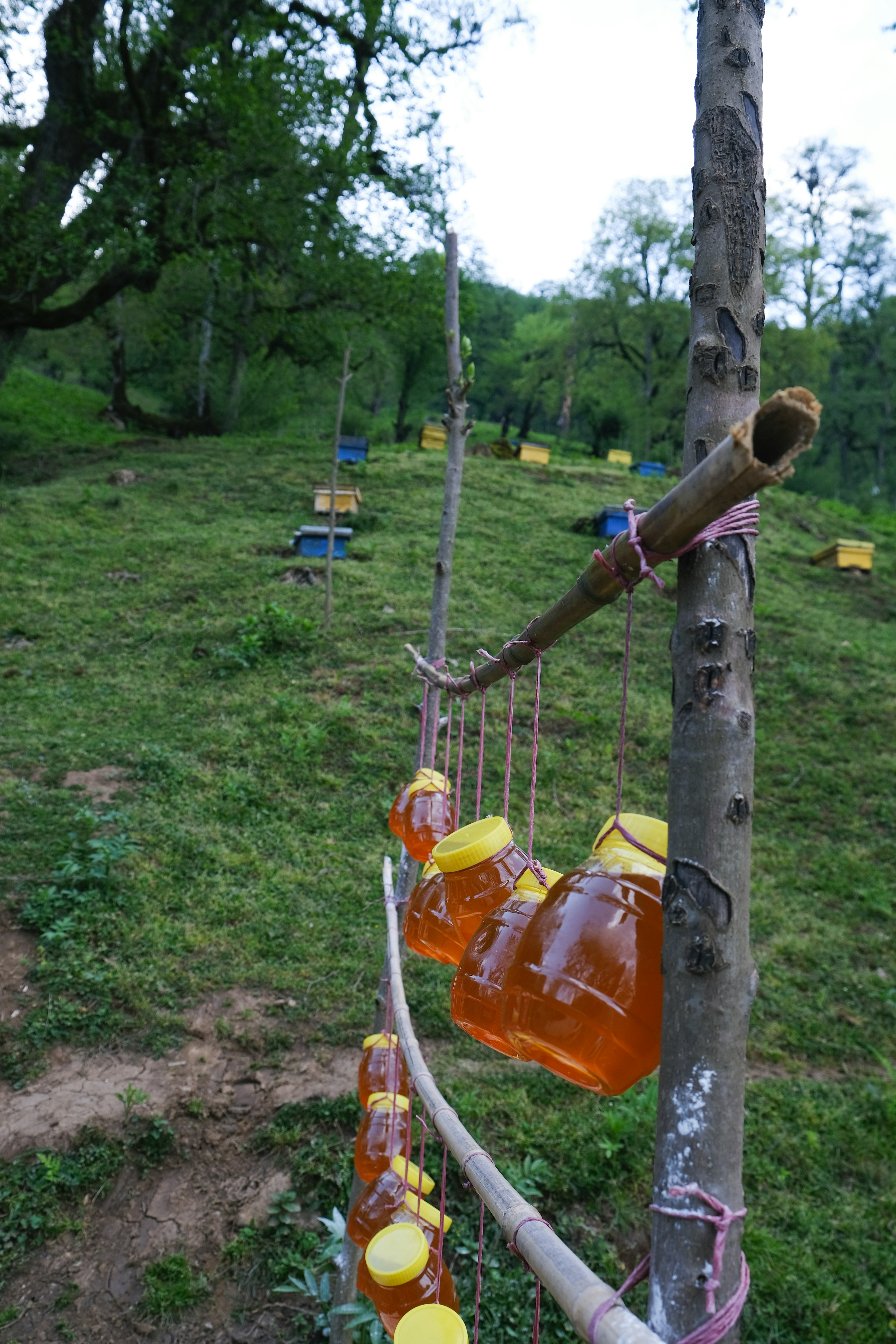 Amber Jars on a Hilltop Apiary: A Rustic Hanging-Honey Moment