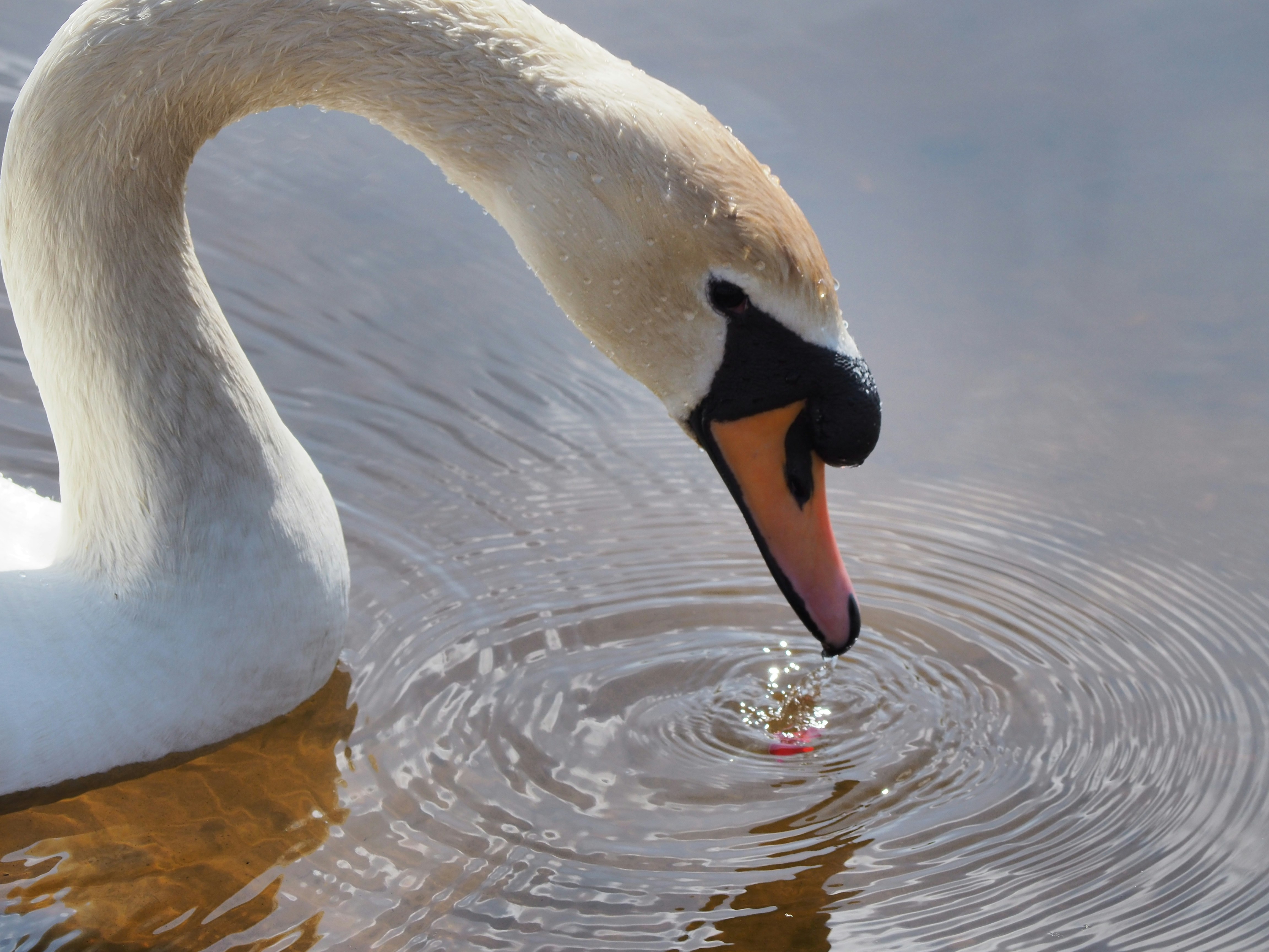 Concentric Whispers: A Swan's Quiet Dip