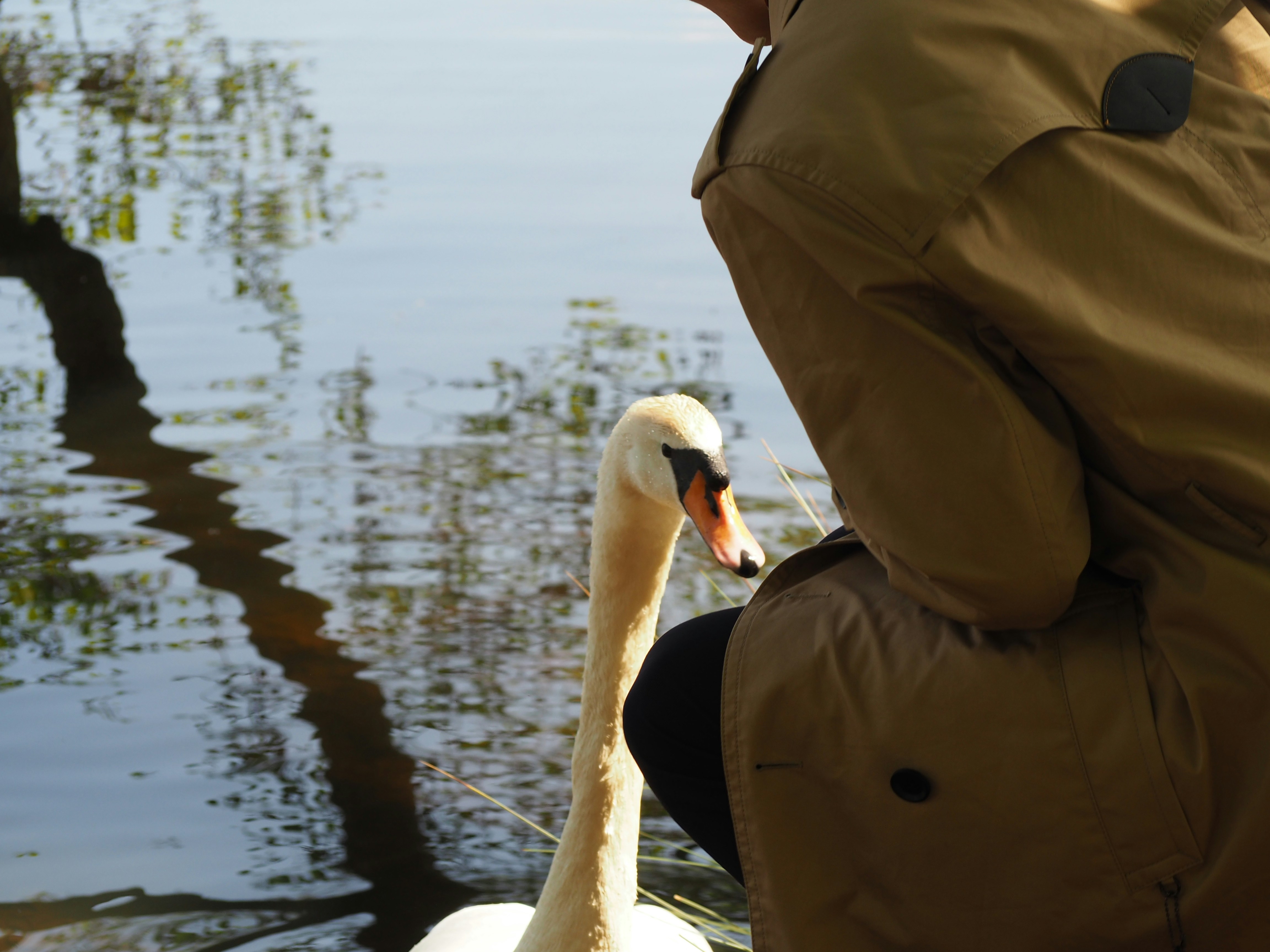 Swan at the Water’s Edge: A Quiet Exchange by the Jacket
