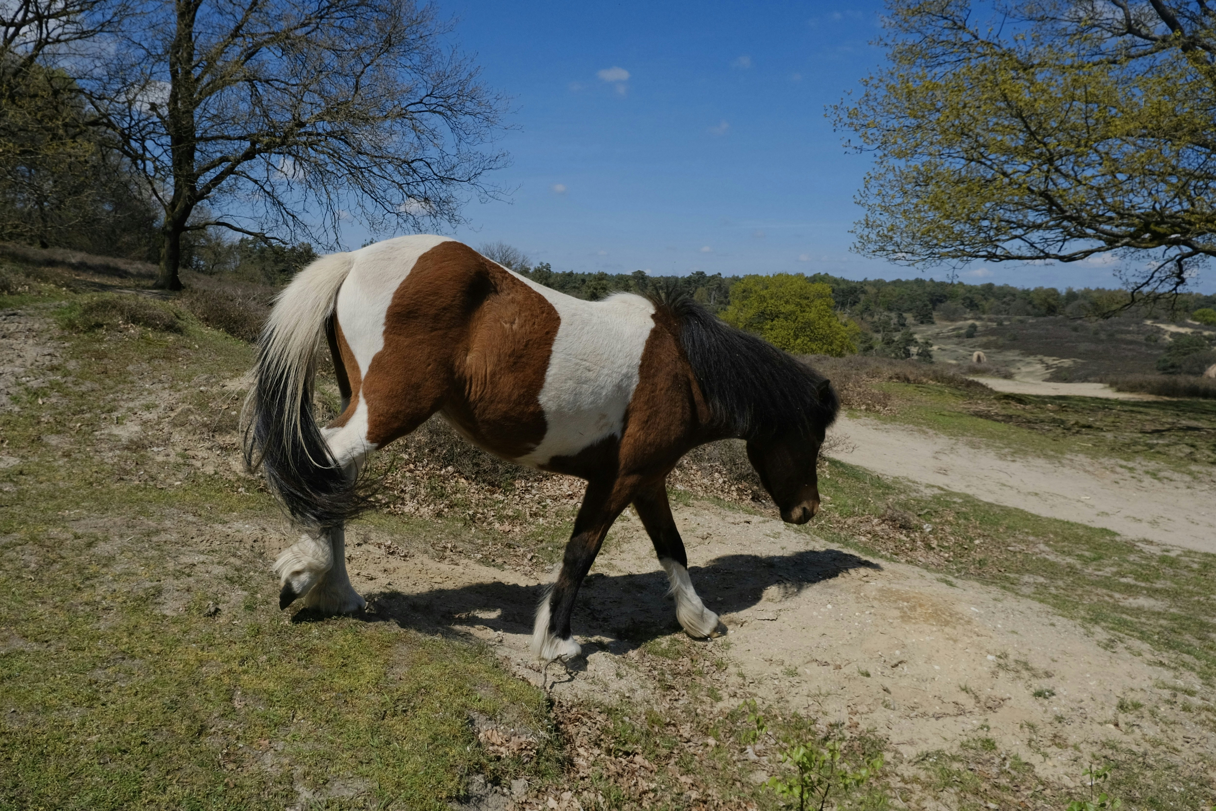 Pinto in Motion on a Sunlit Dirt Trail