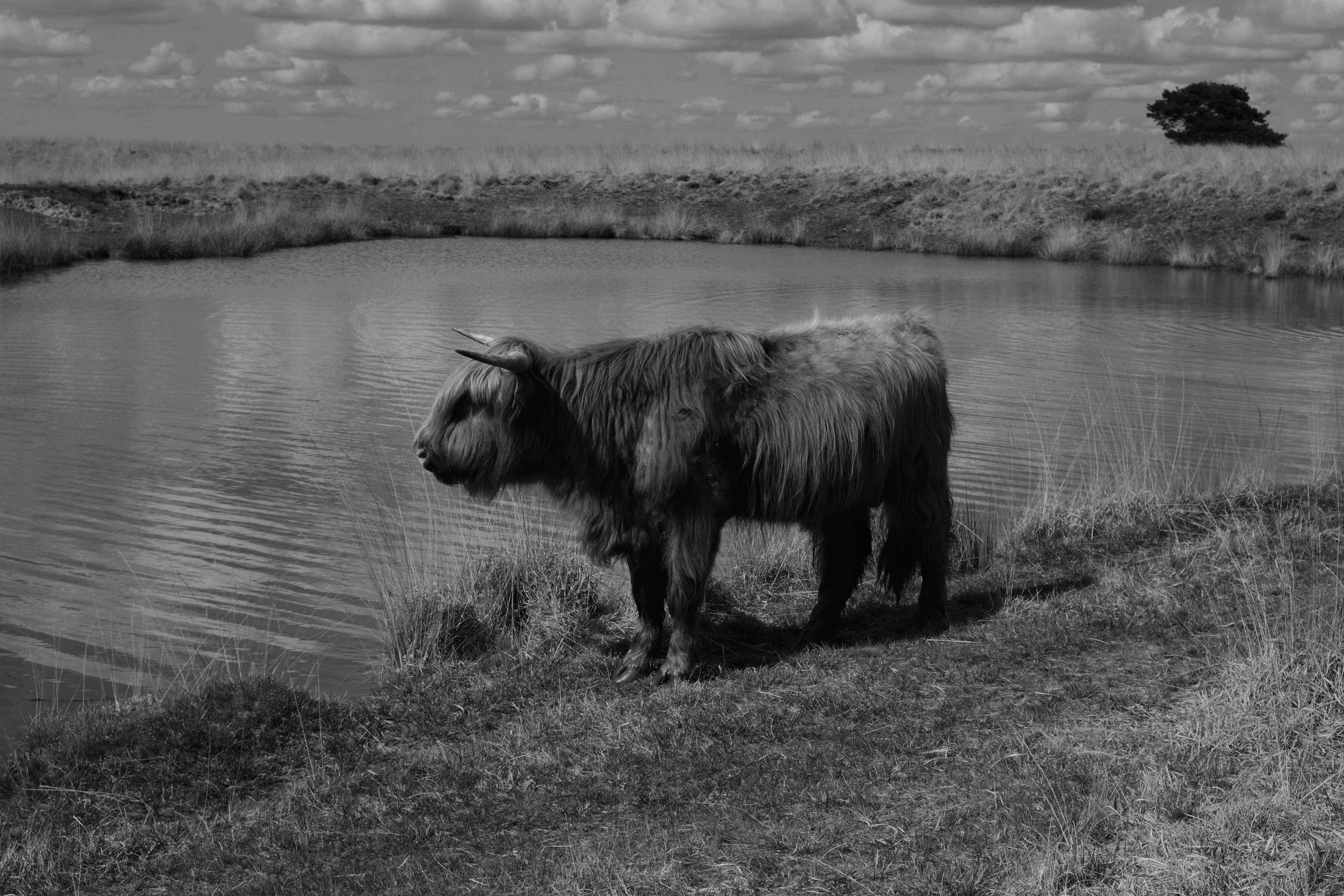 Une photo en noir et blanc d’un yak au bord d’un lac photo – Photo ...