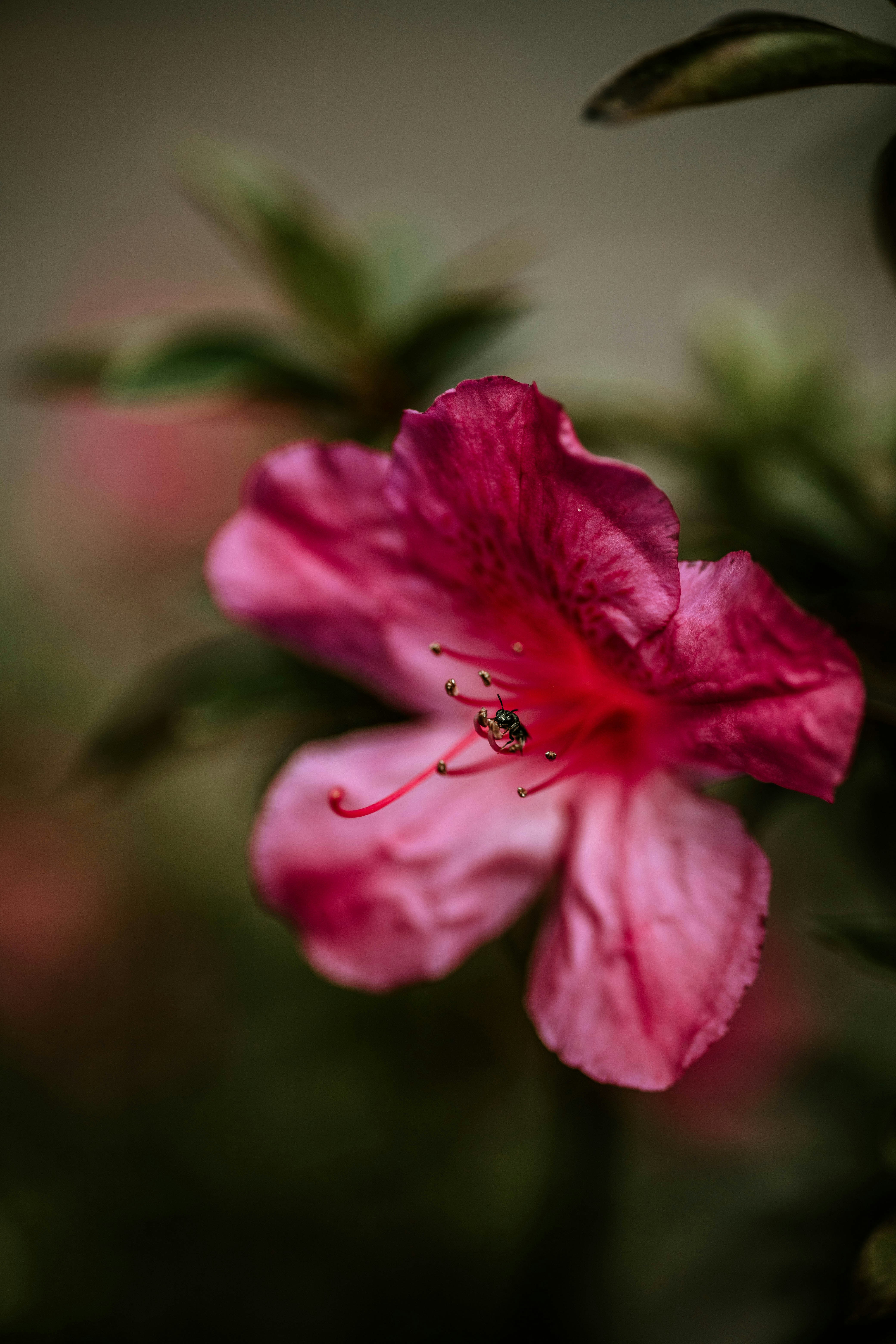 Whispered Crimson: Close-Up of a Pink Azalea in Velvet Blur