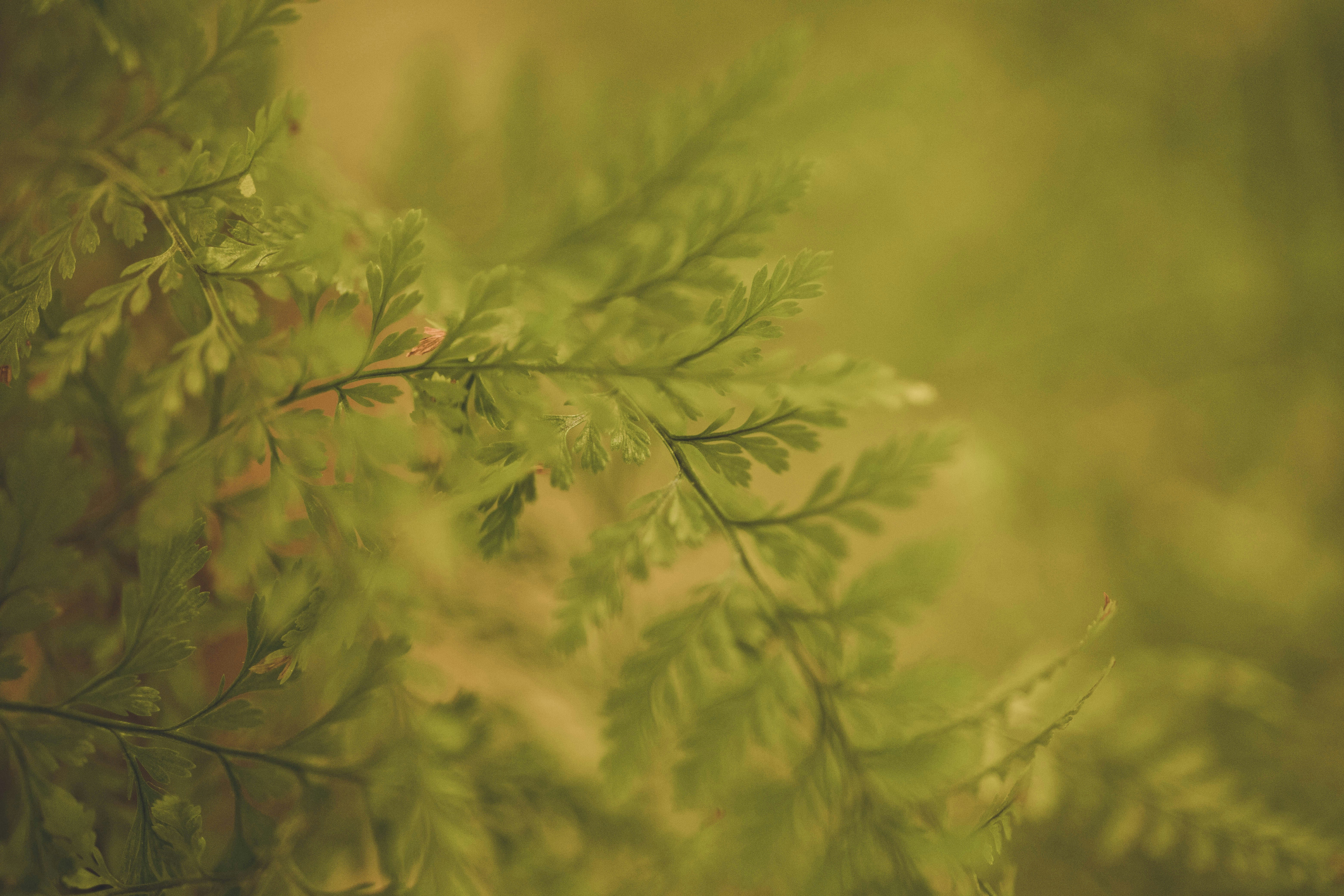 A close up of a green leafy tree photo – Free Land Image on Unsplash