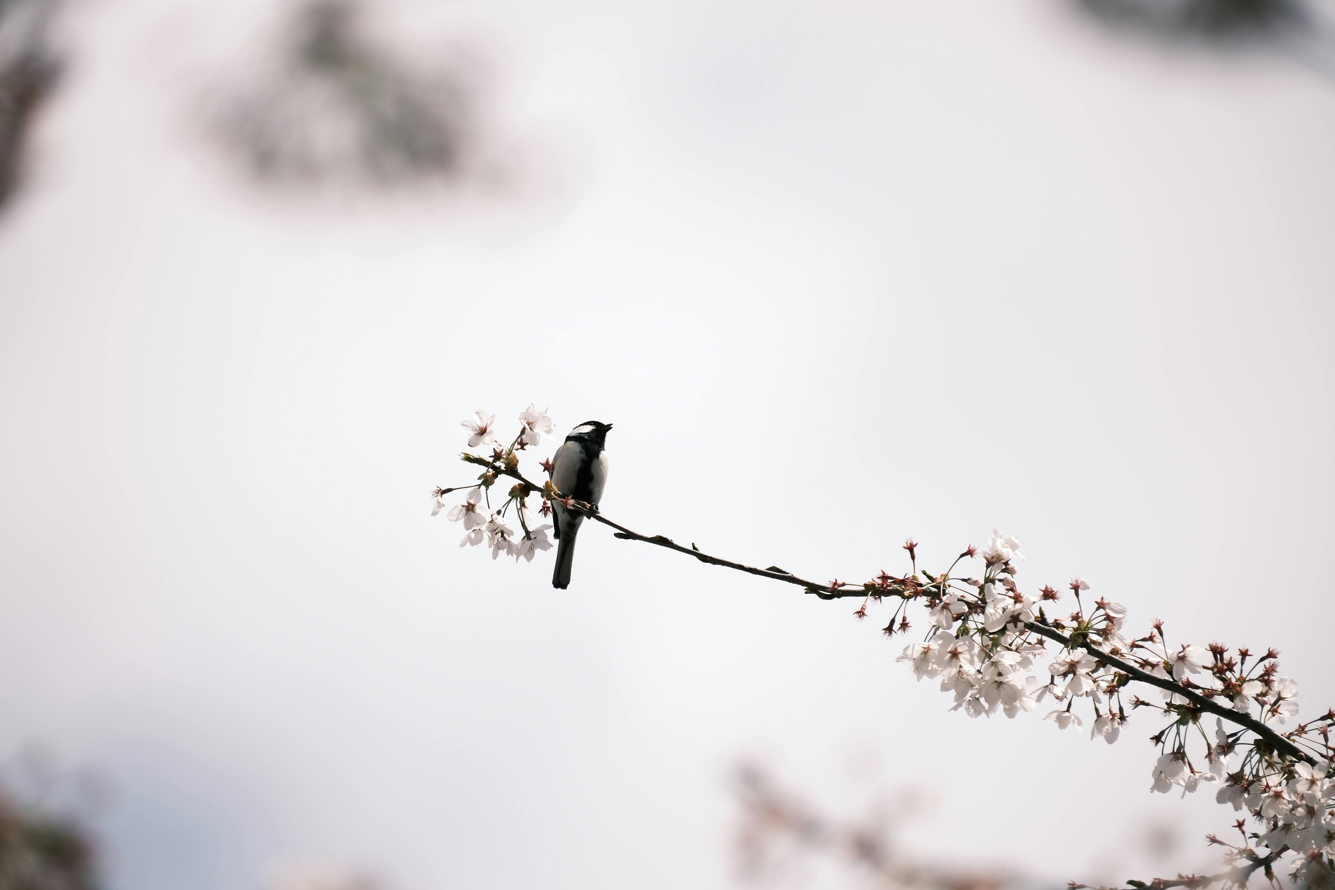 Small bird perched on a cherry blossom branch against a soft sky.