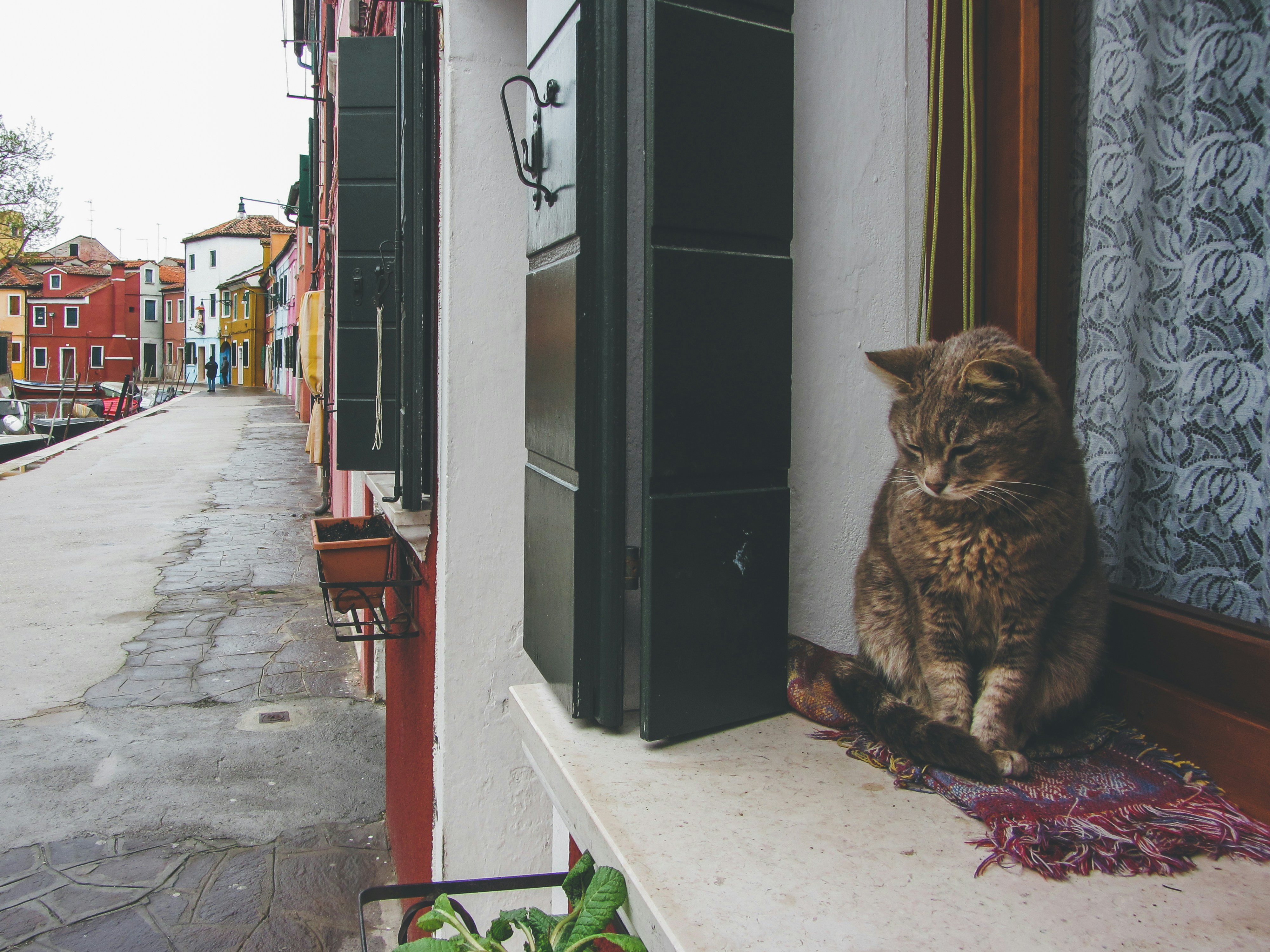 Cat sitting in a window sill in Burano