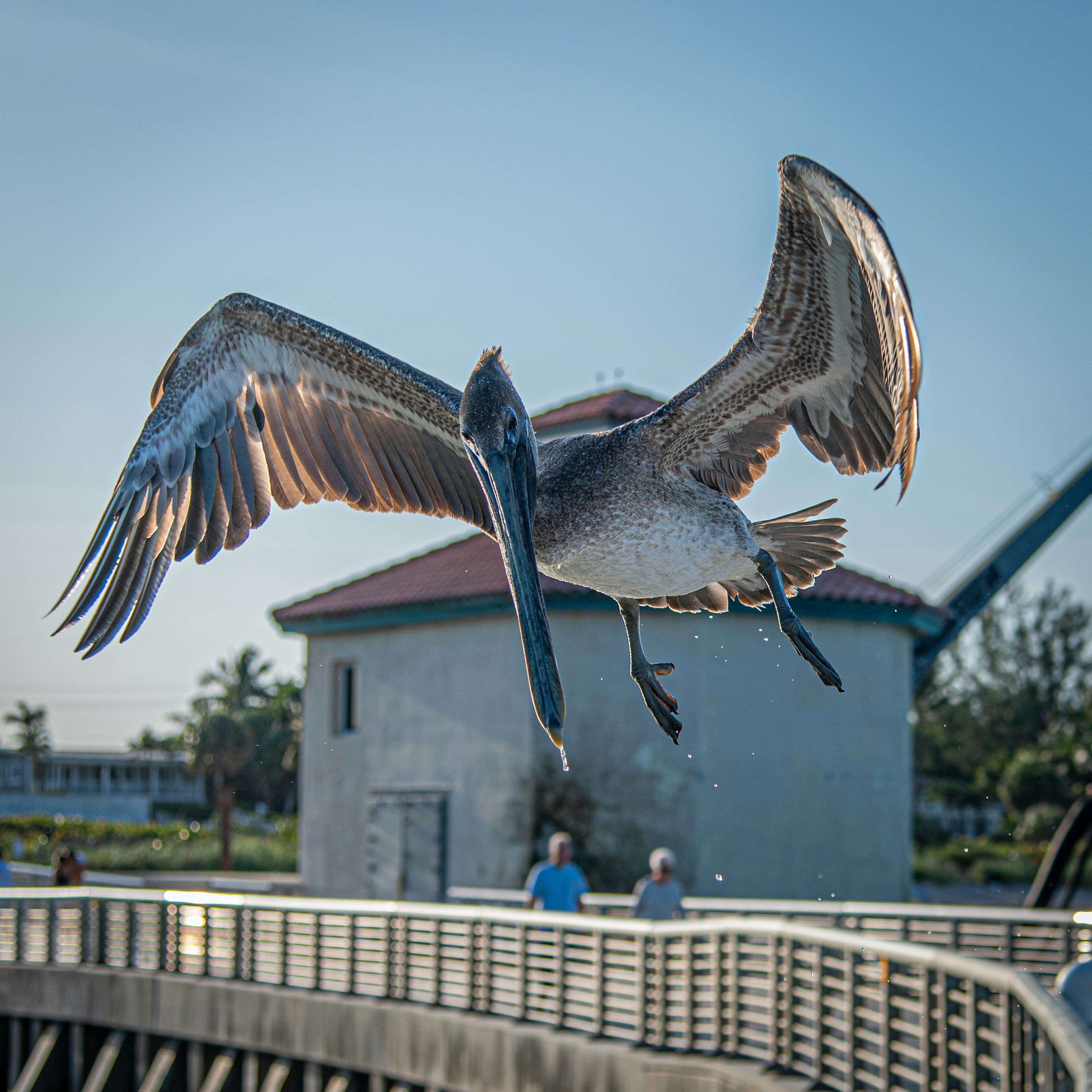 Pelican's Leap Over a Sunlit Boardwalk