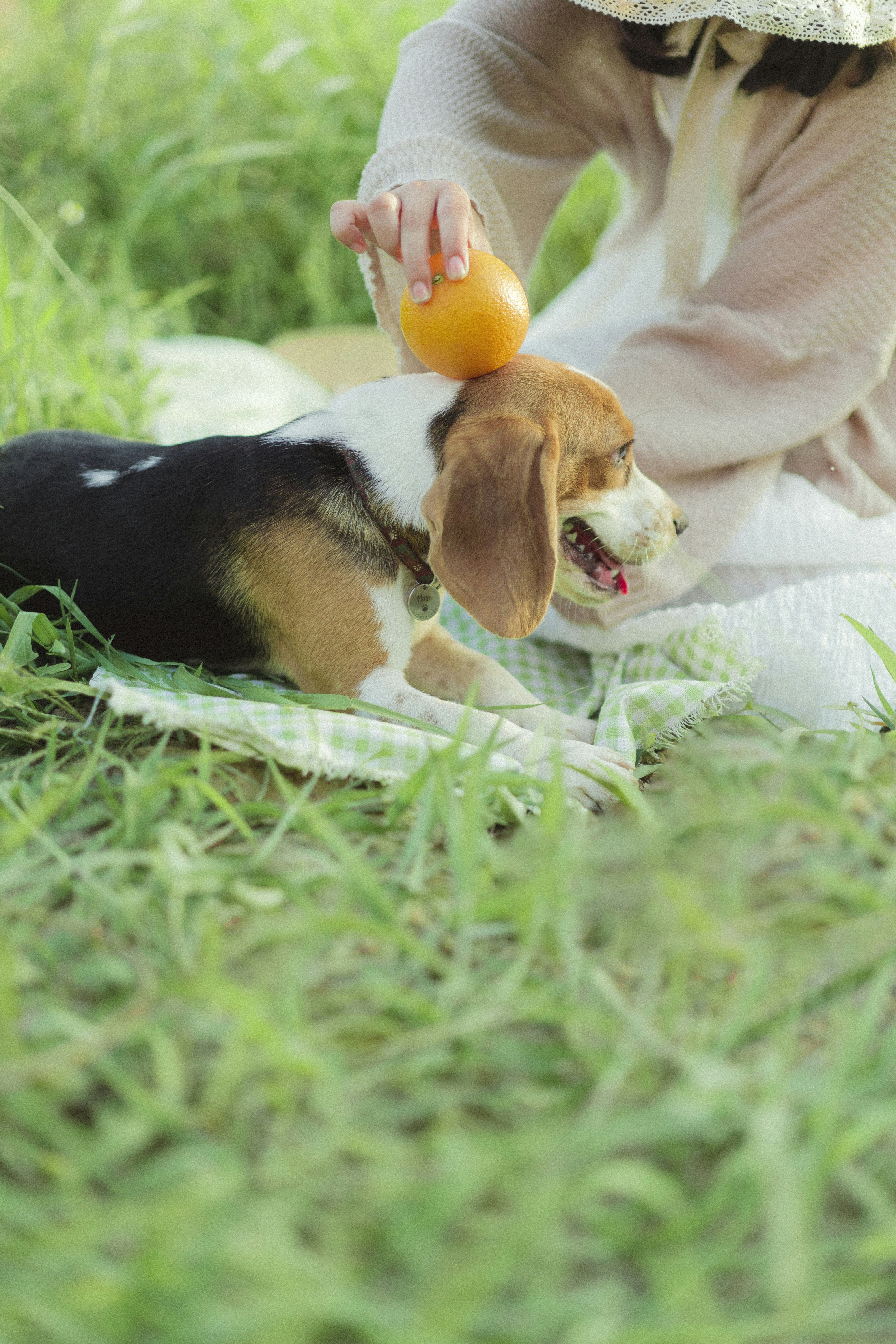 Sunlit Beagle Picnic: An Orange Offer on Quiet Grass