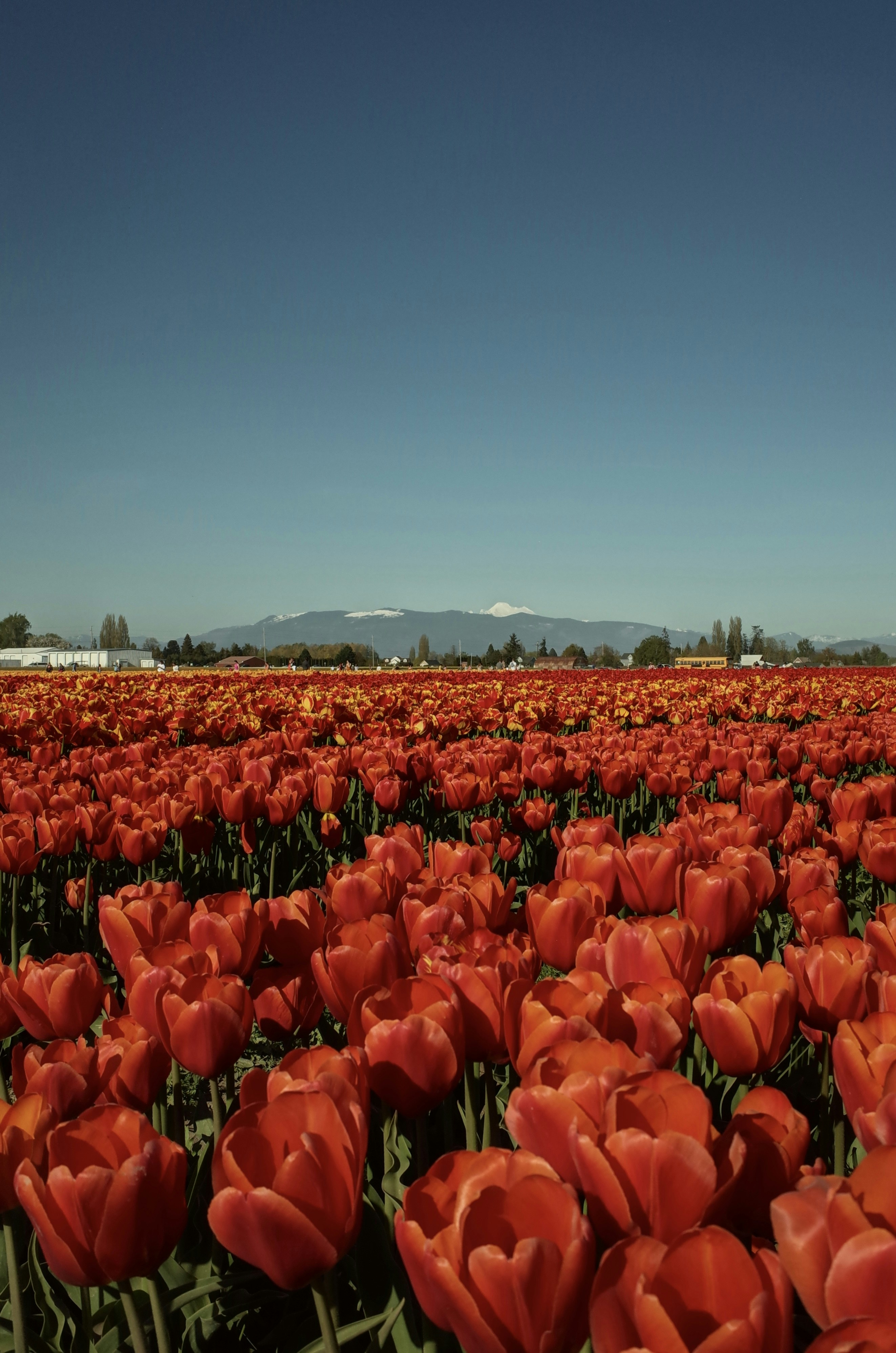 Tulip Sea Under Majestic Peaks