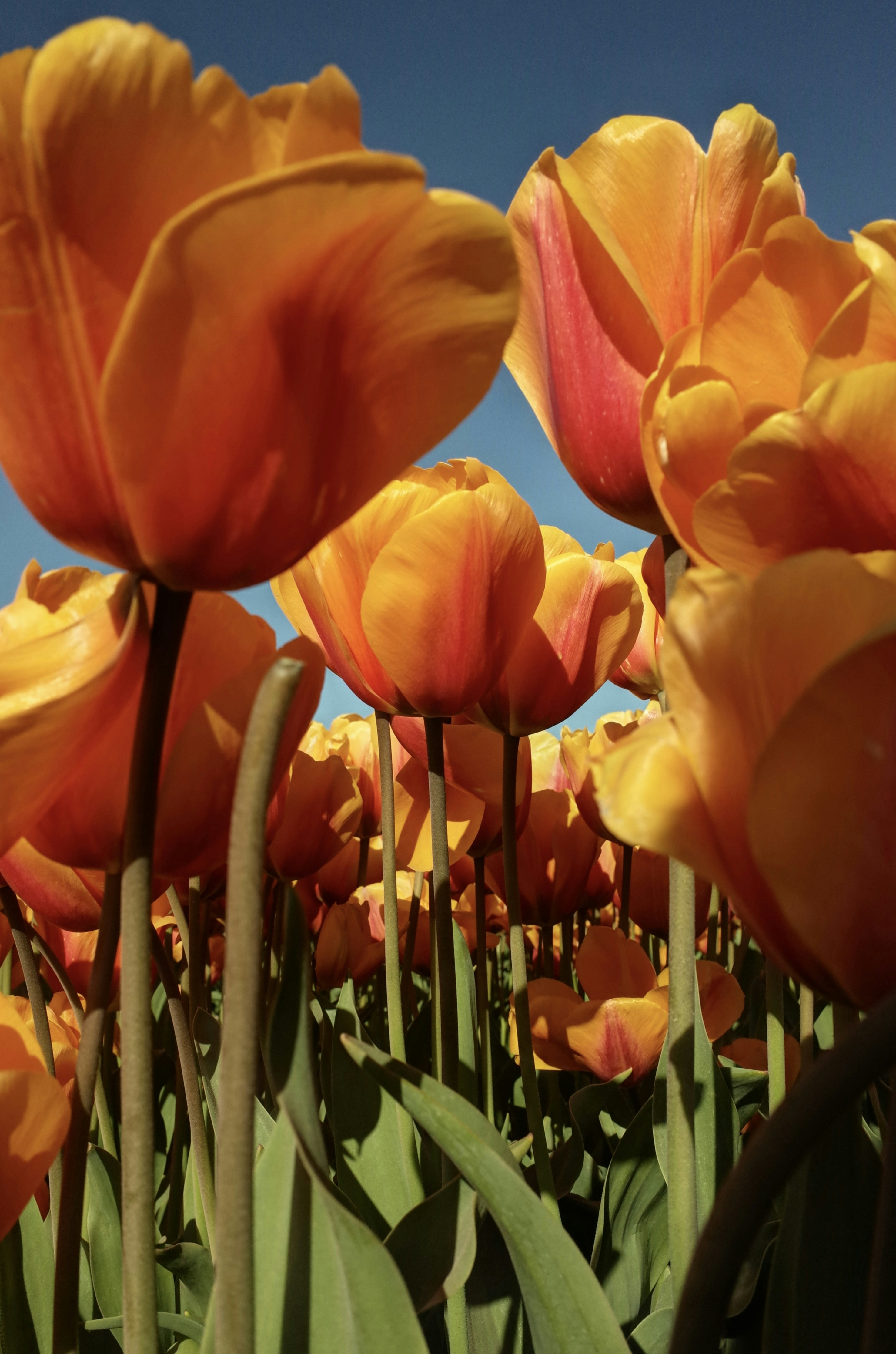 Sunlit Symphony of Tulips