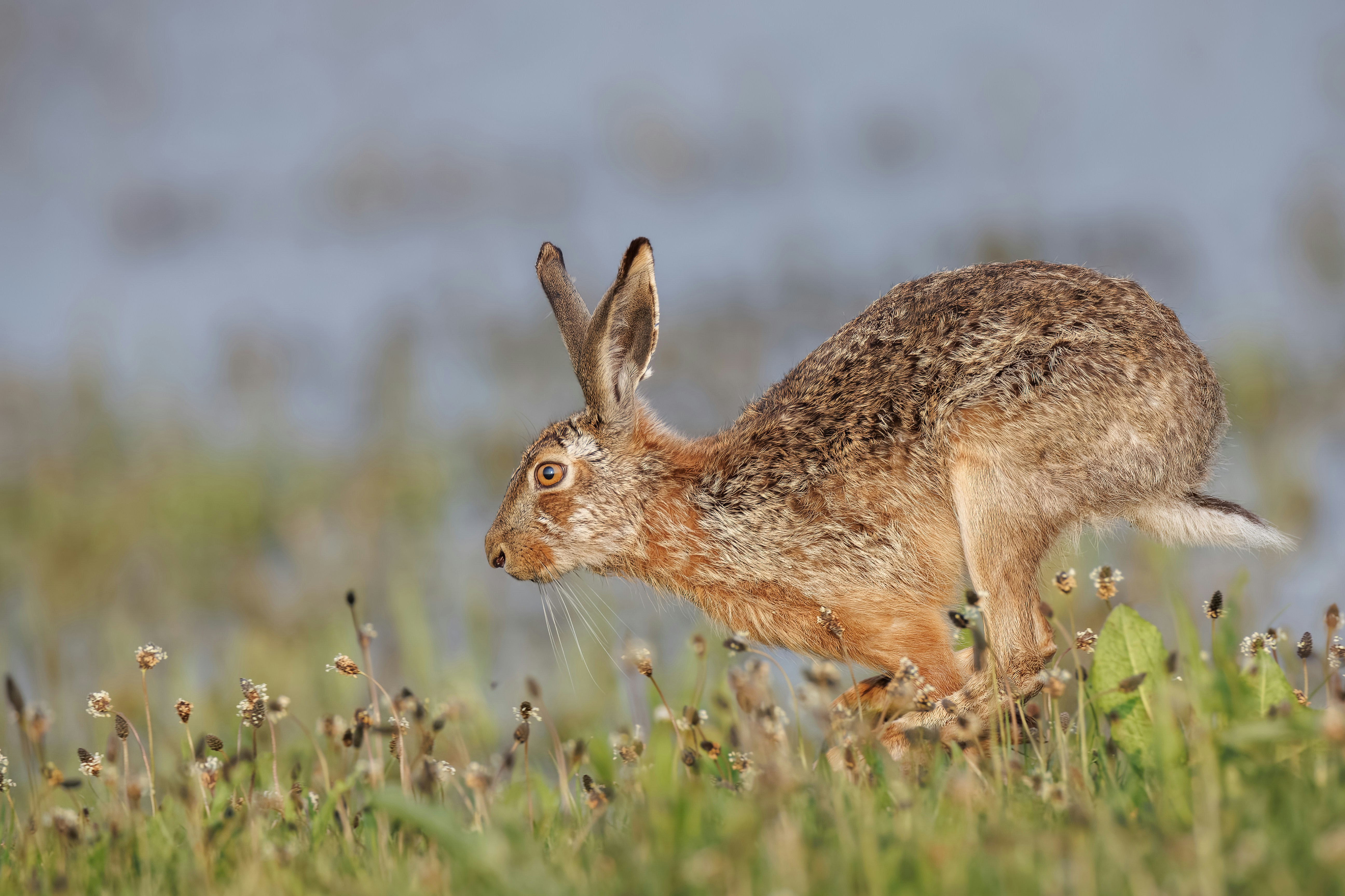 Brown rabbit on green grass field during daytime photo – Free The ...