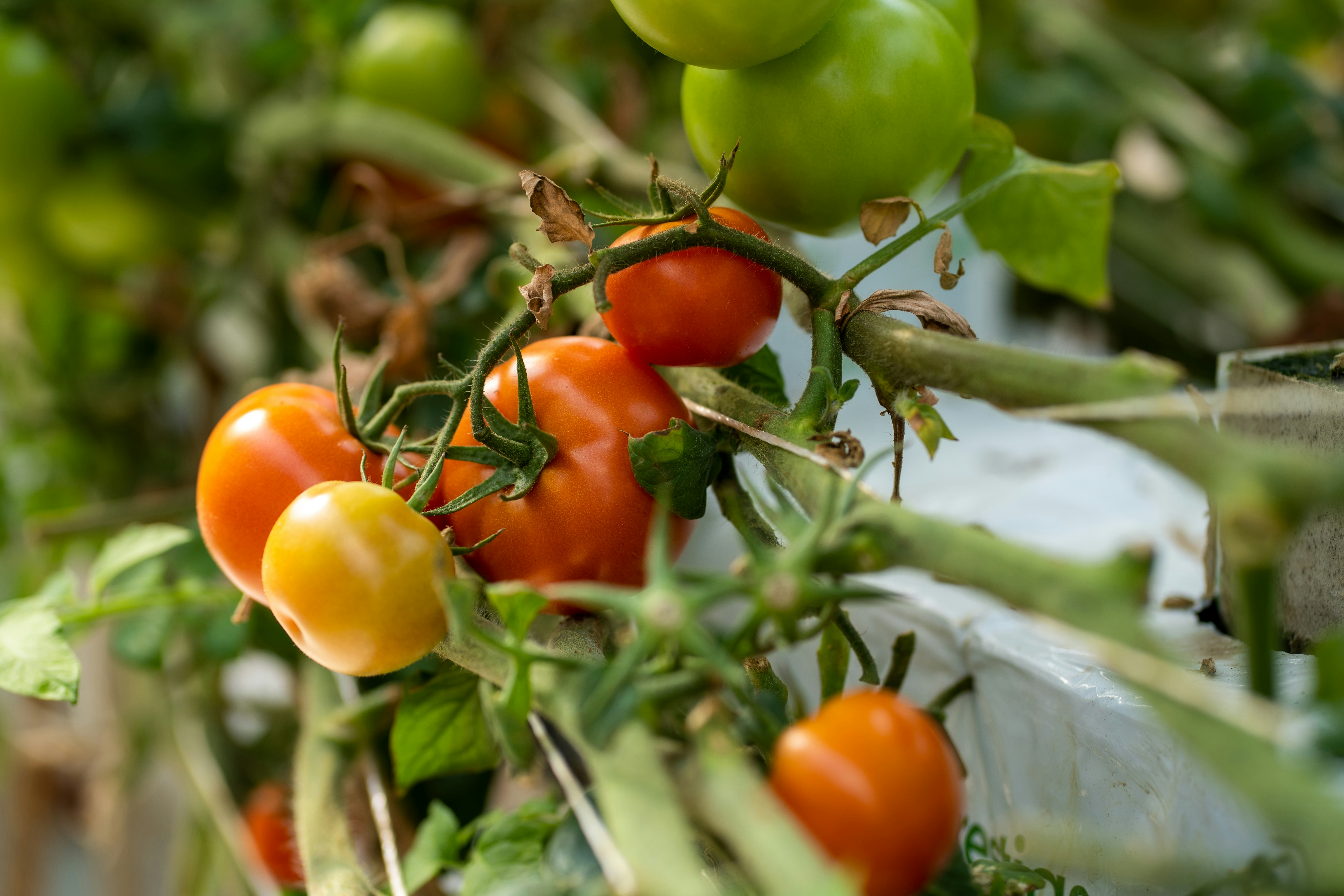 500+ Tomatoes Pictures | Download Free Images on Unsplash