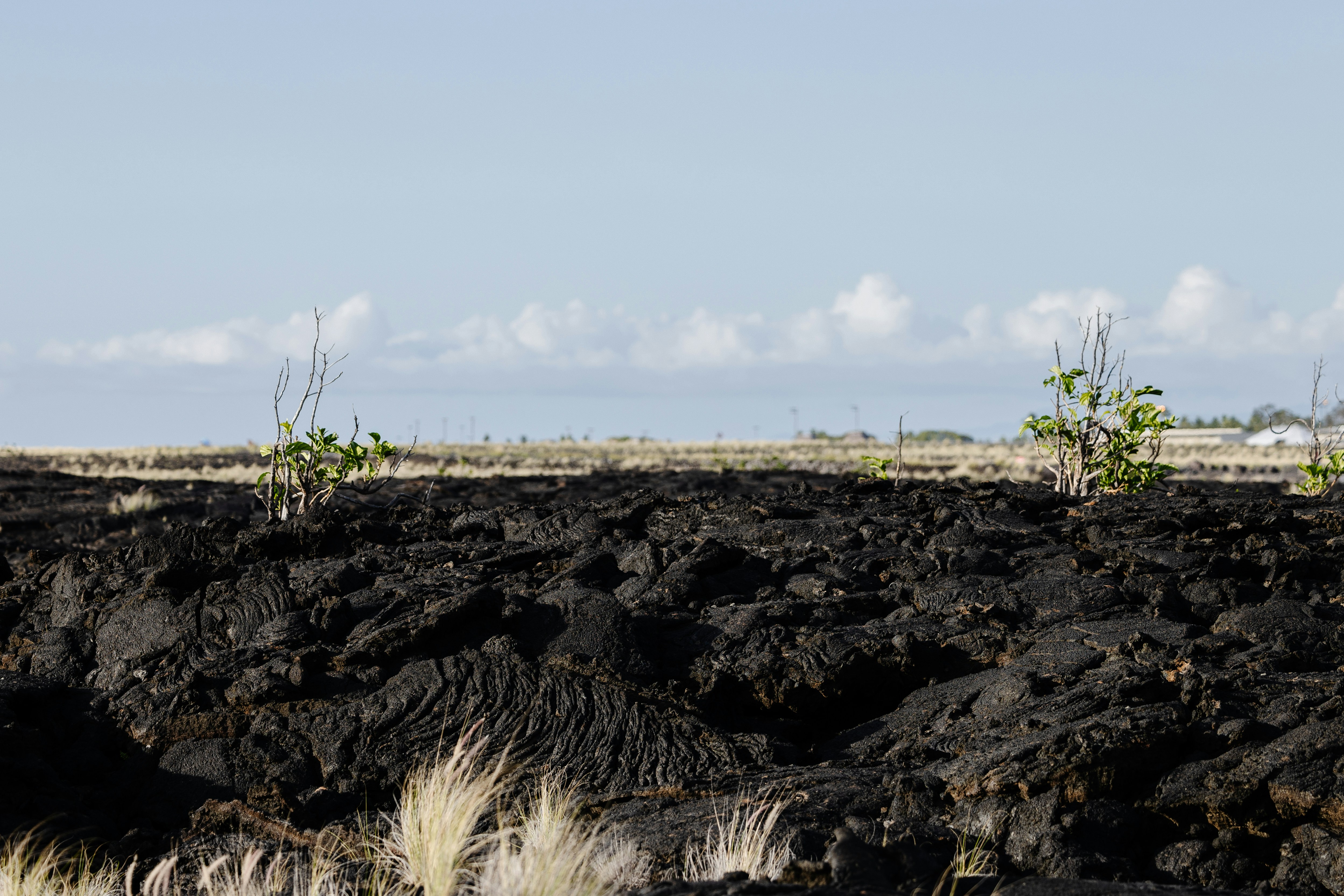Charred the Plains: Sparse Growth on Ancient Lava