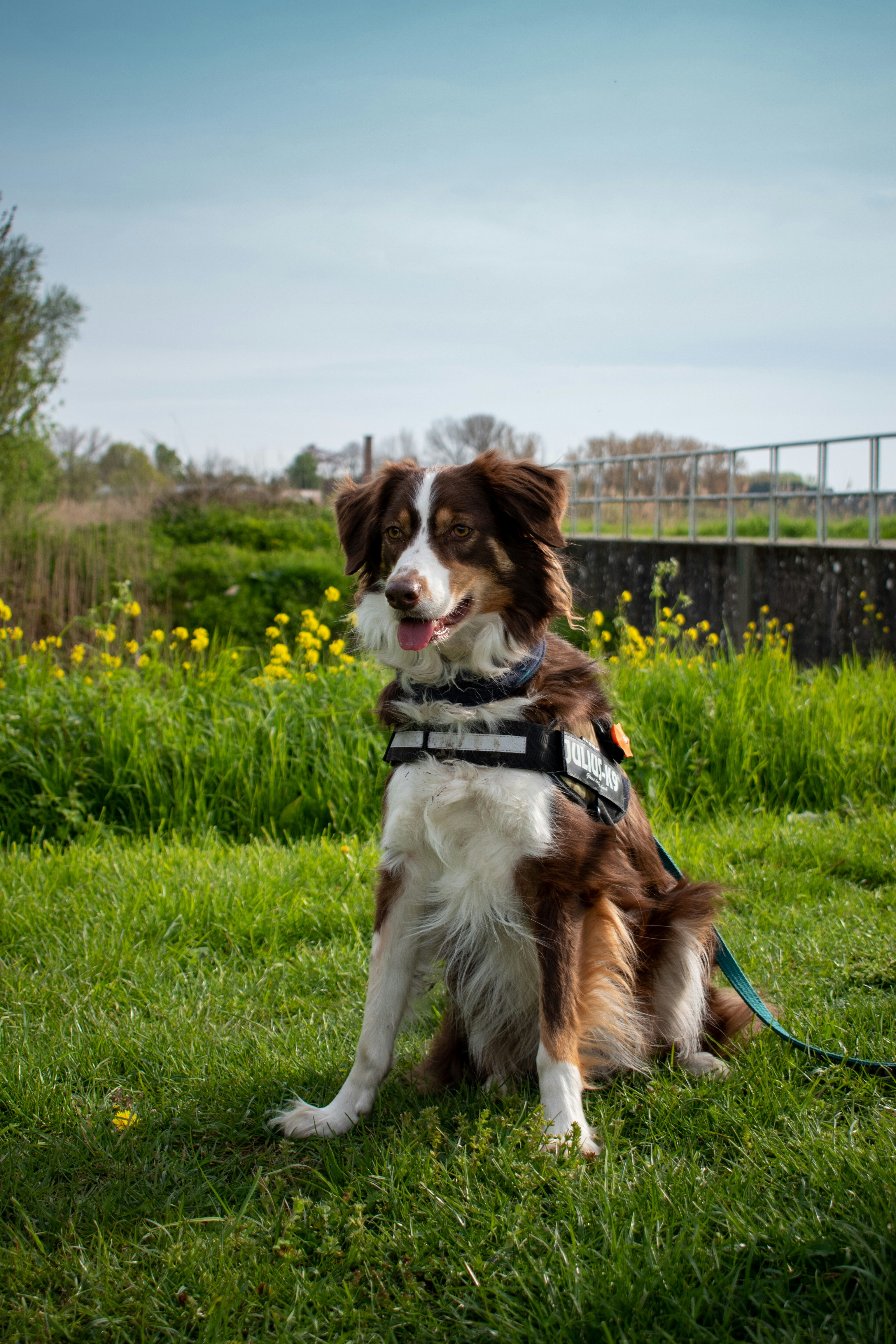 Border Collie at Ease in a Meadow of Yellow Blooms