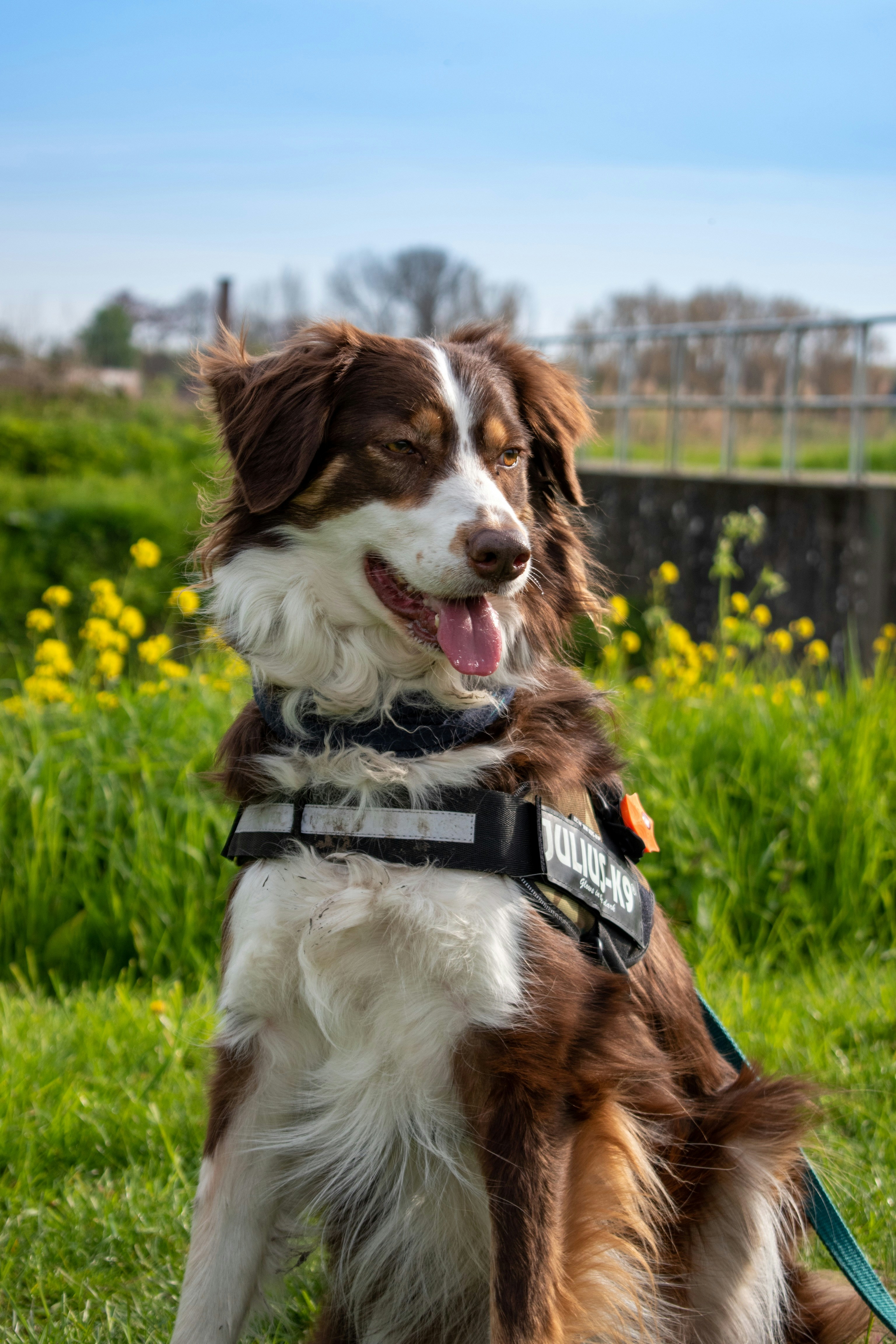 Border collie in a field with flowers and grass