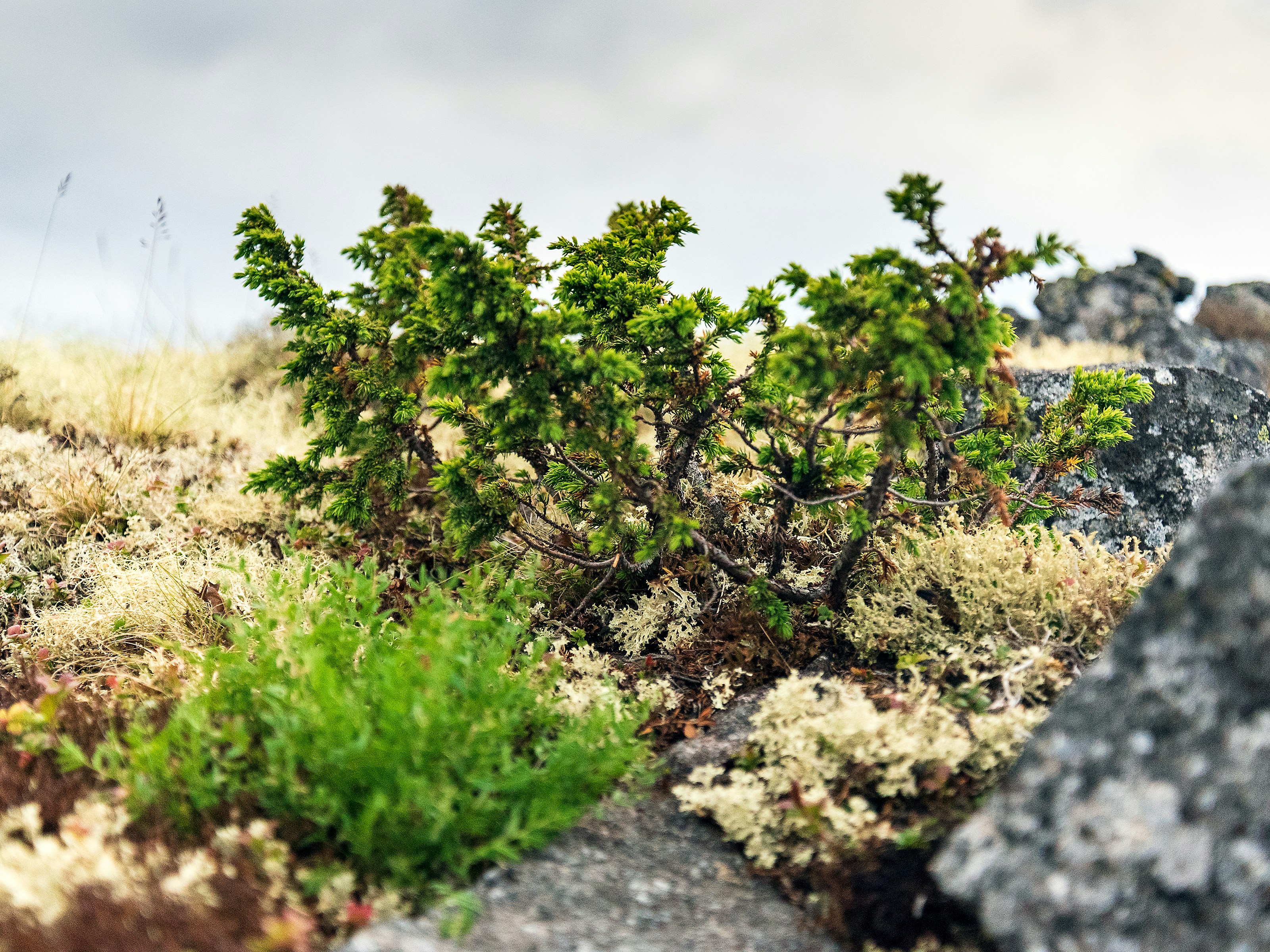 Low-lying green shrub in sparse alpine terrain with lichen-covered rocks