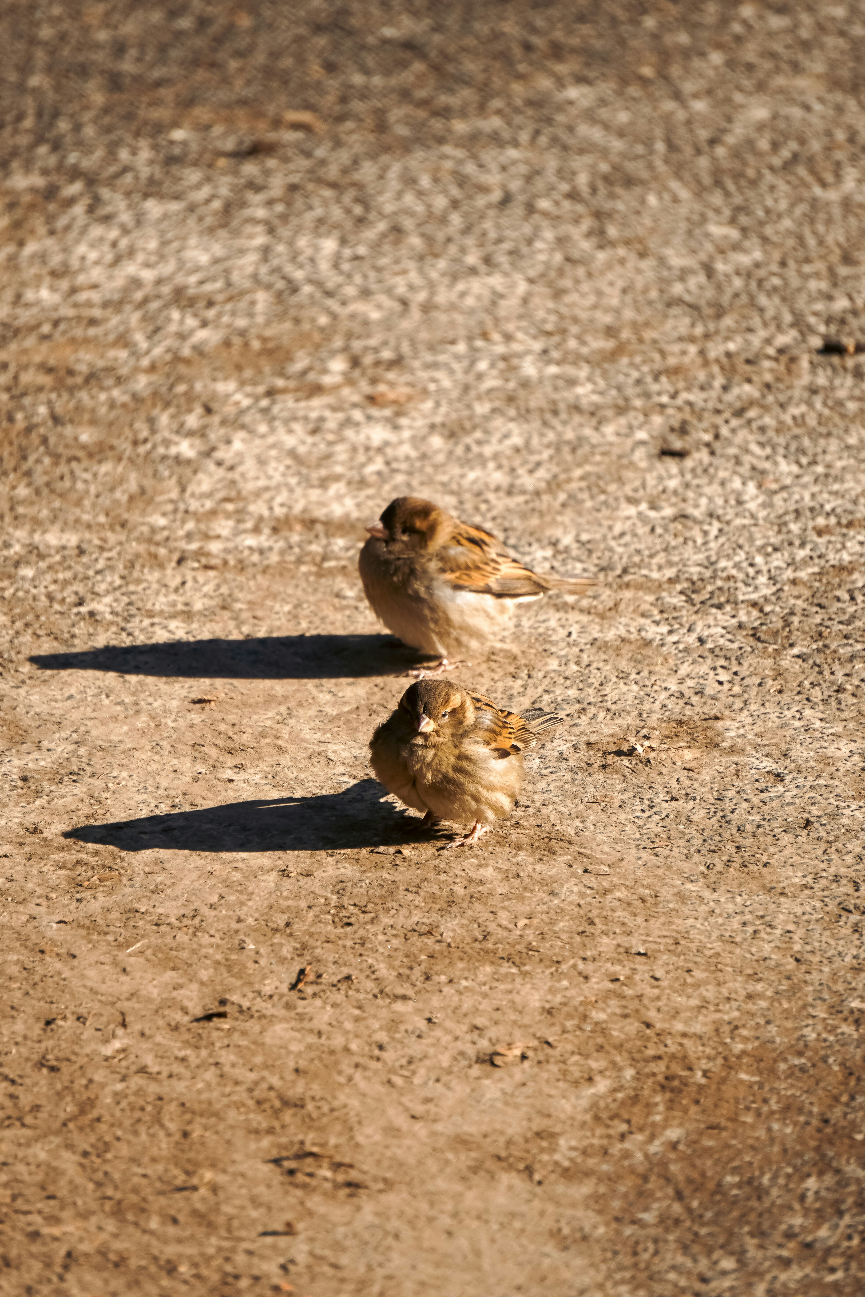 Two Ground-Dwelling Sparrows at Warm Noon