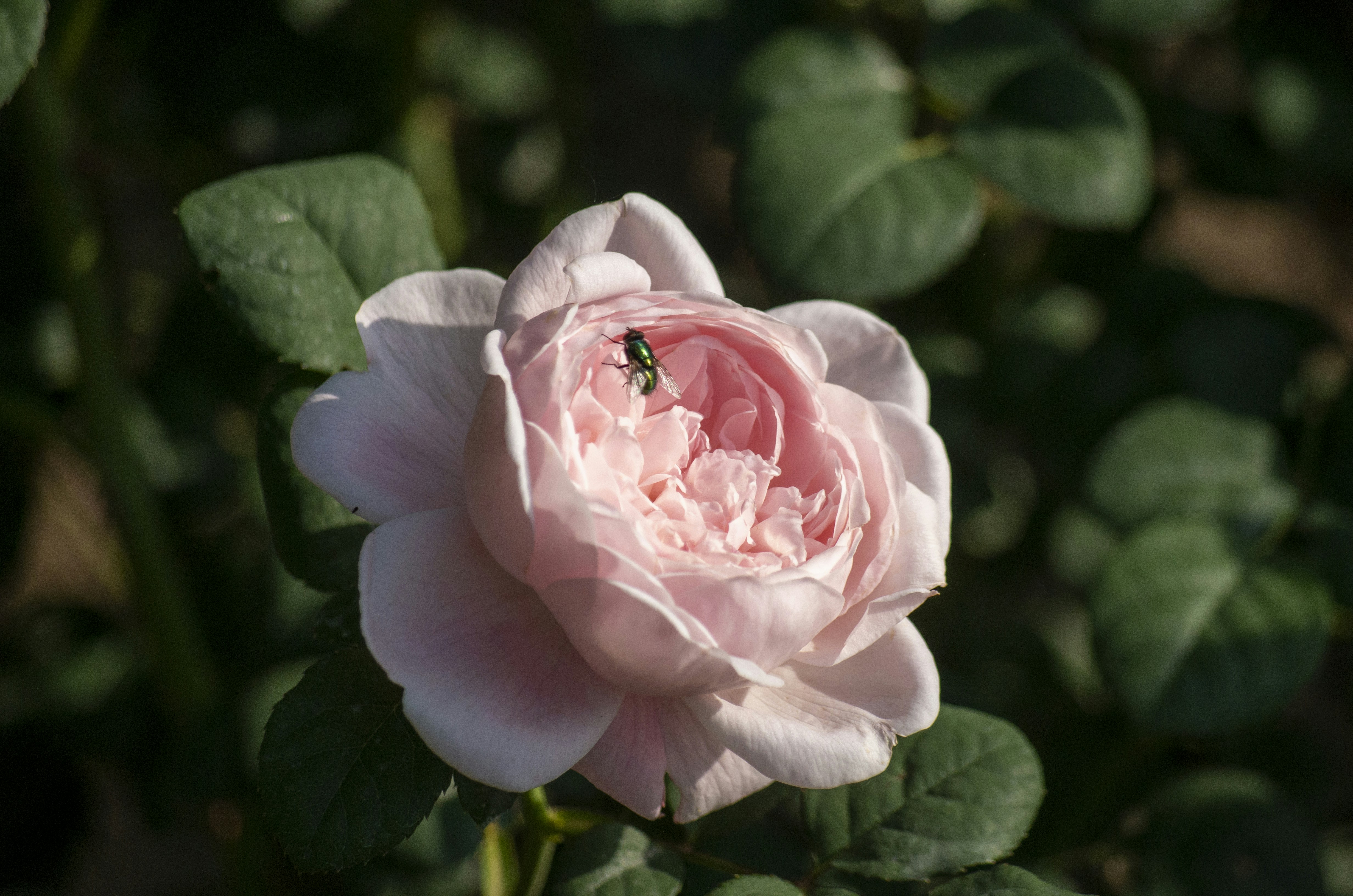 Center of Bloom: A Pink Rose Cradling a Tiny Visitor