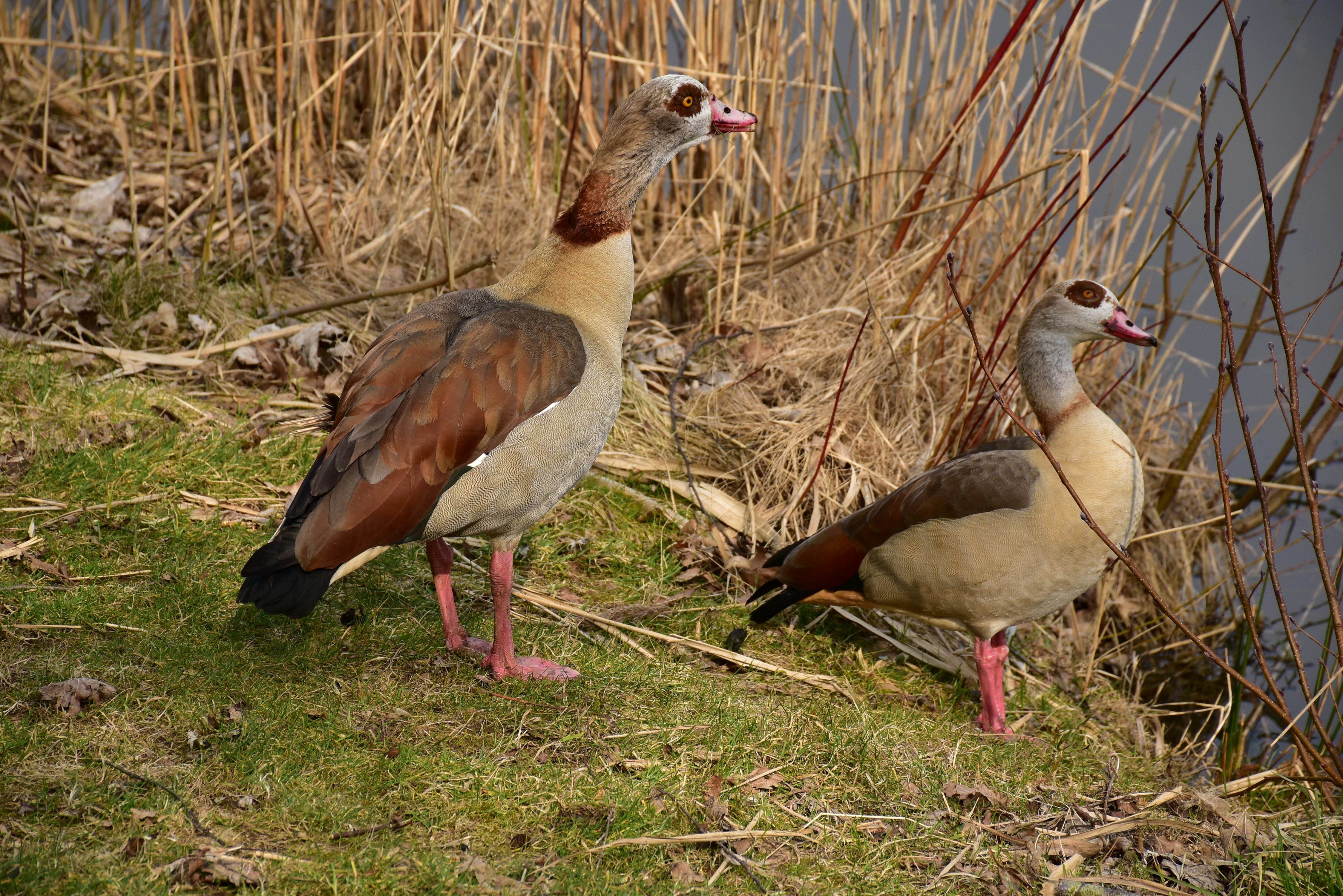 Reed-Fringed Shorewatch: Two Egyptian Geese by the Water