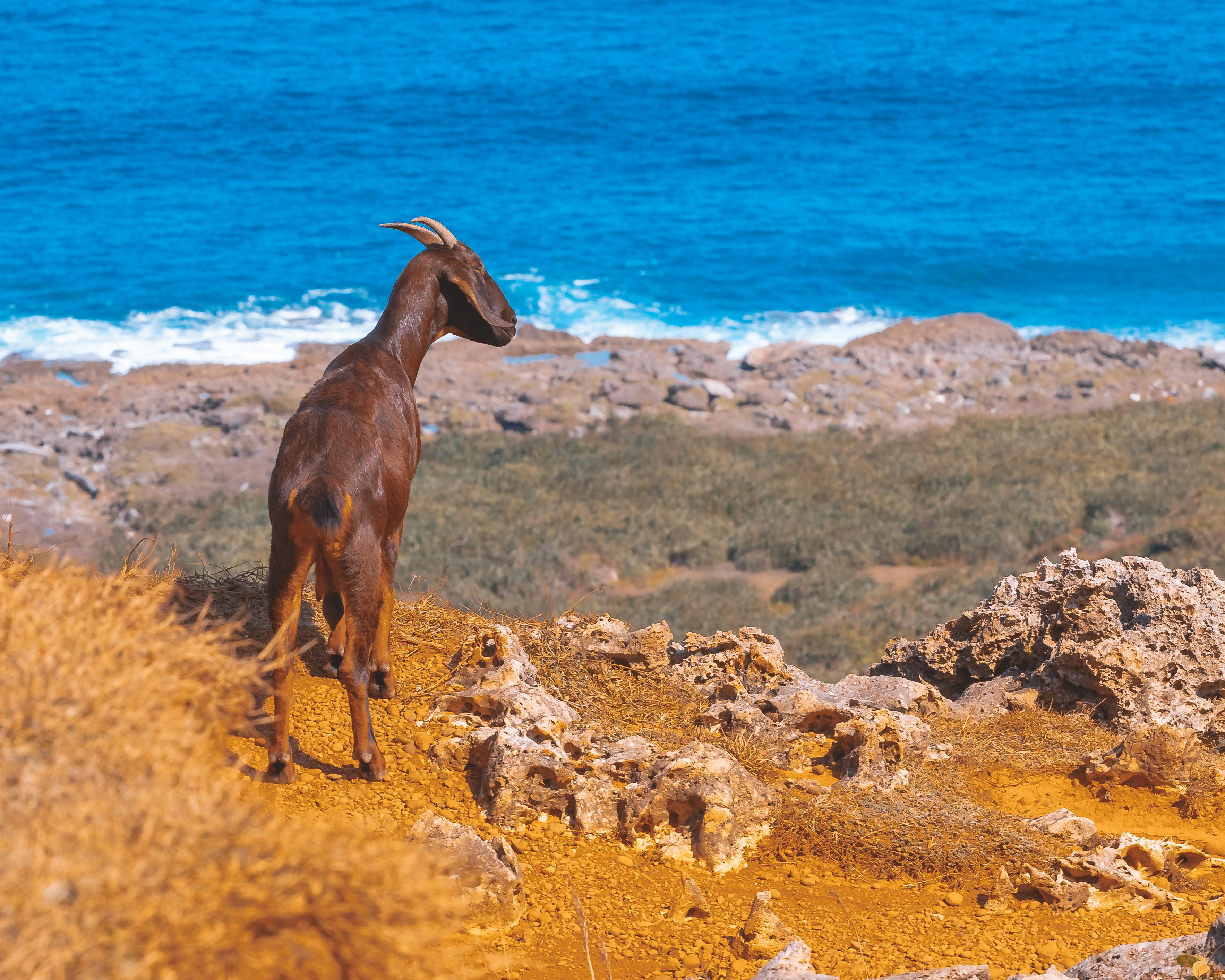 Ibex at the cliff edge: ochre rocks meet sapphire sea