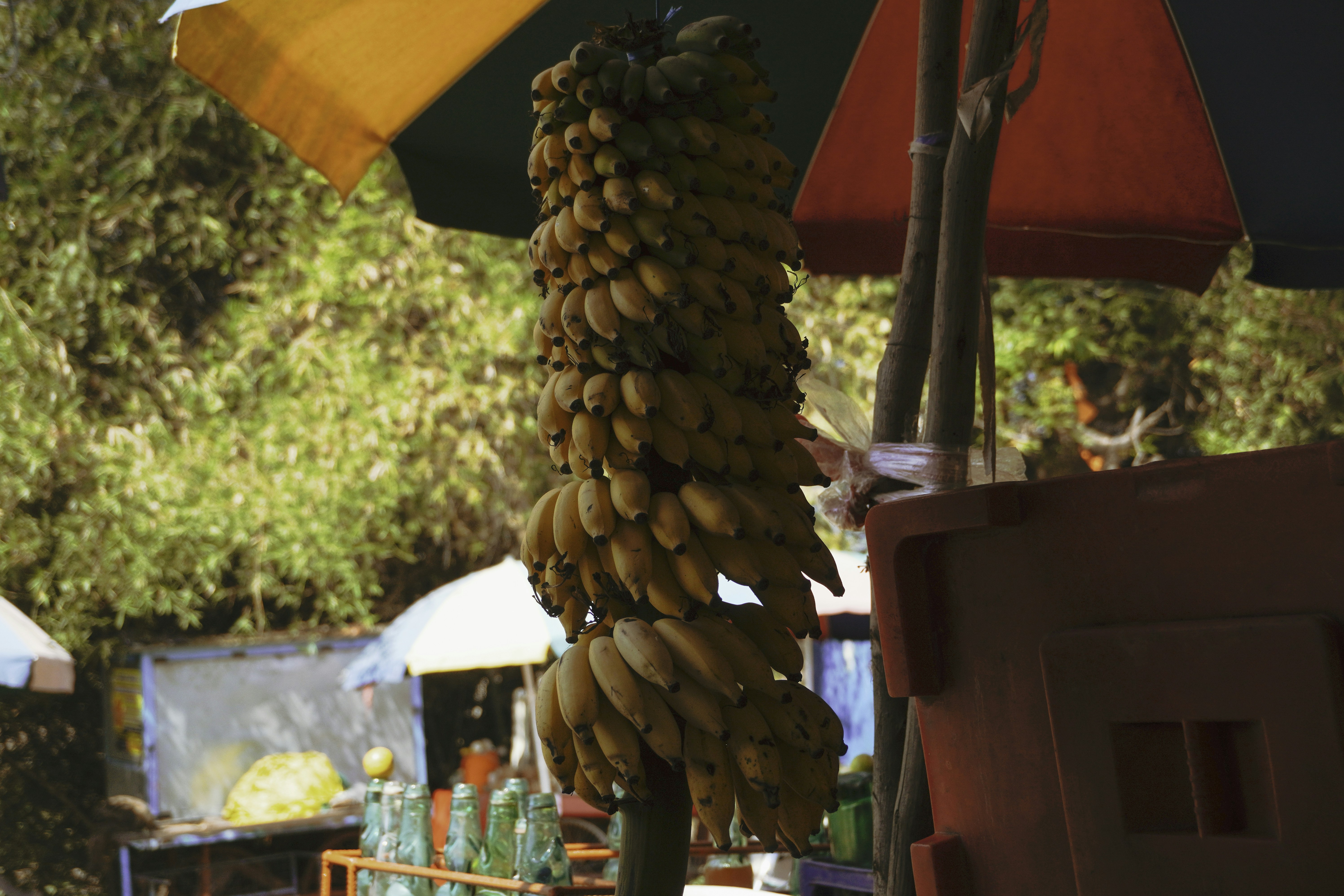 Banana | a bunch of bananas hanging from a pole