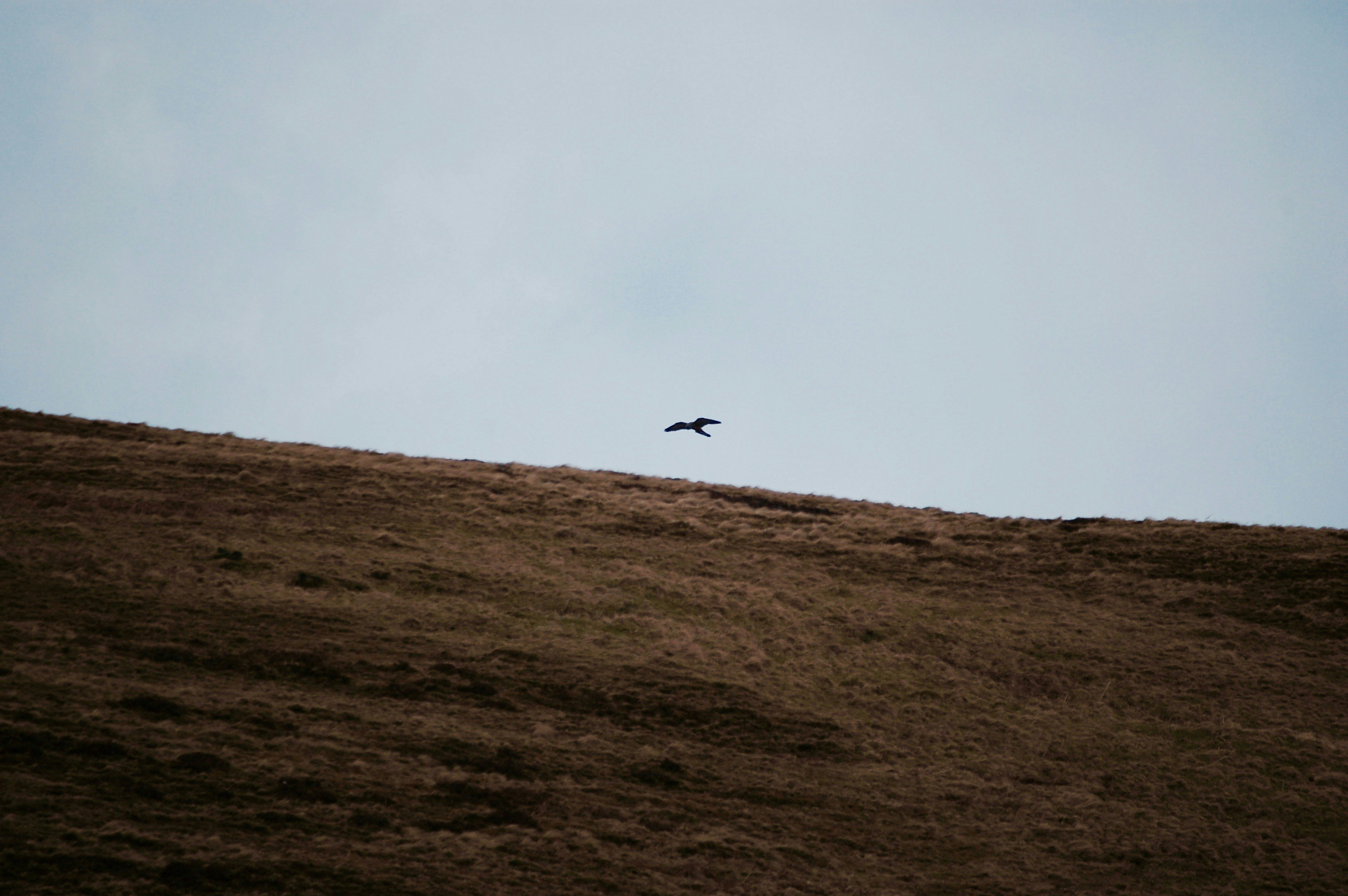 Wingbeat Above the Slope: A solitary bird against a quiet hillside