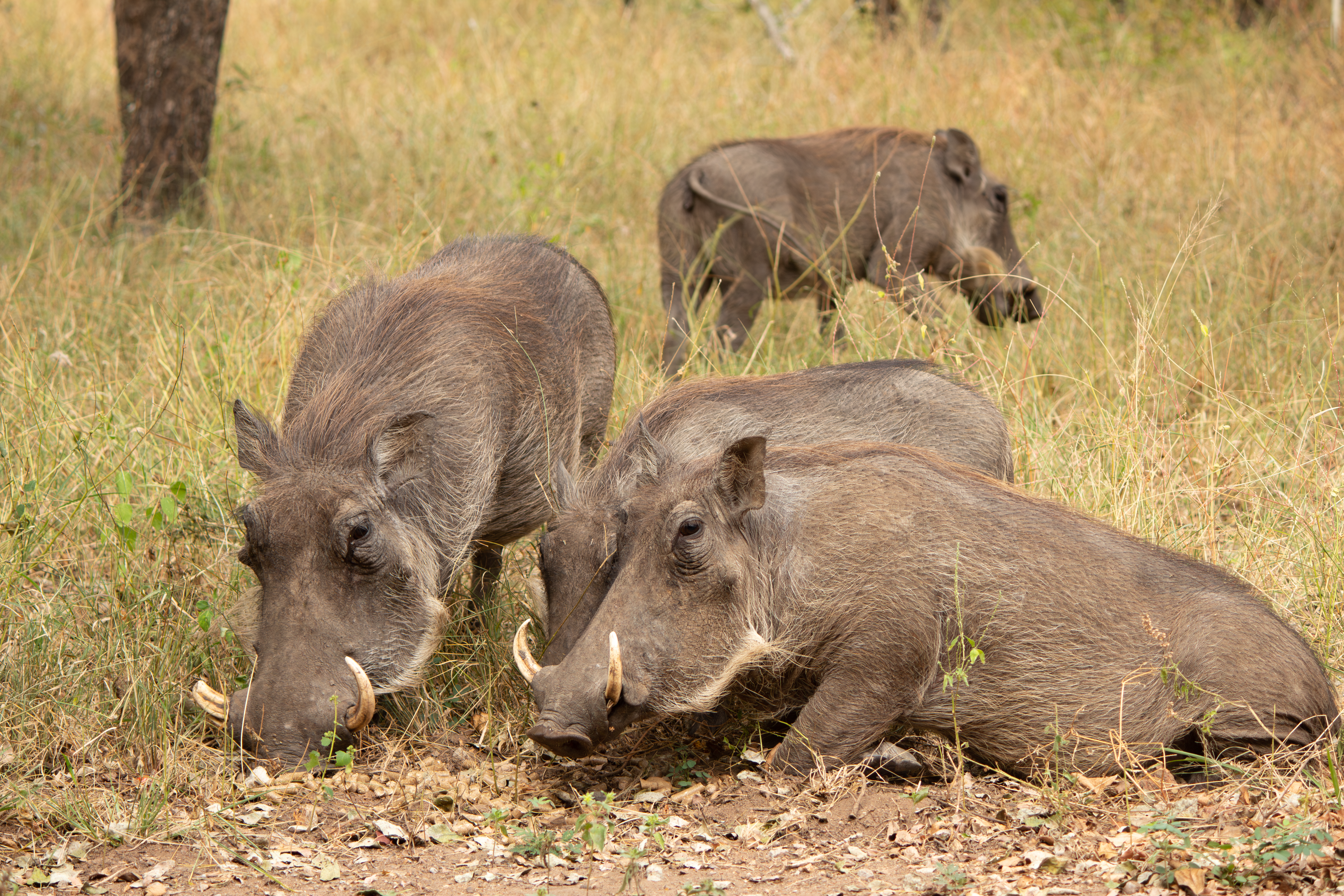 Three warthogs are grazing in a field photo – Free Animal Image on Unsplash